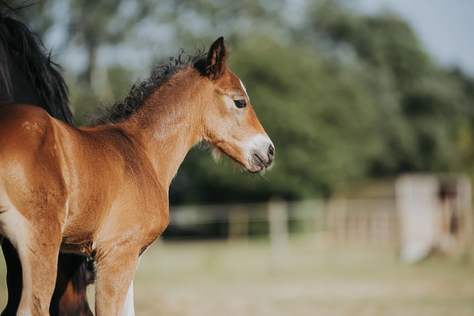 Foals 2023 — Beth Hicks