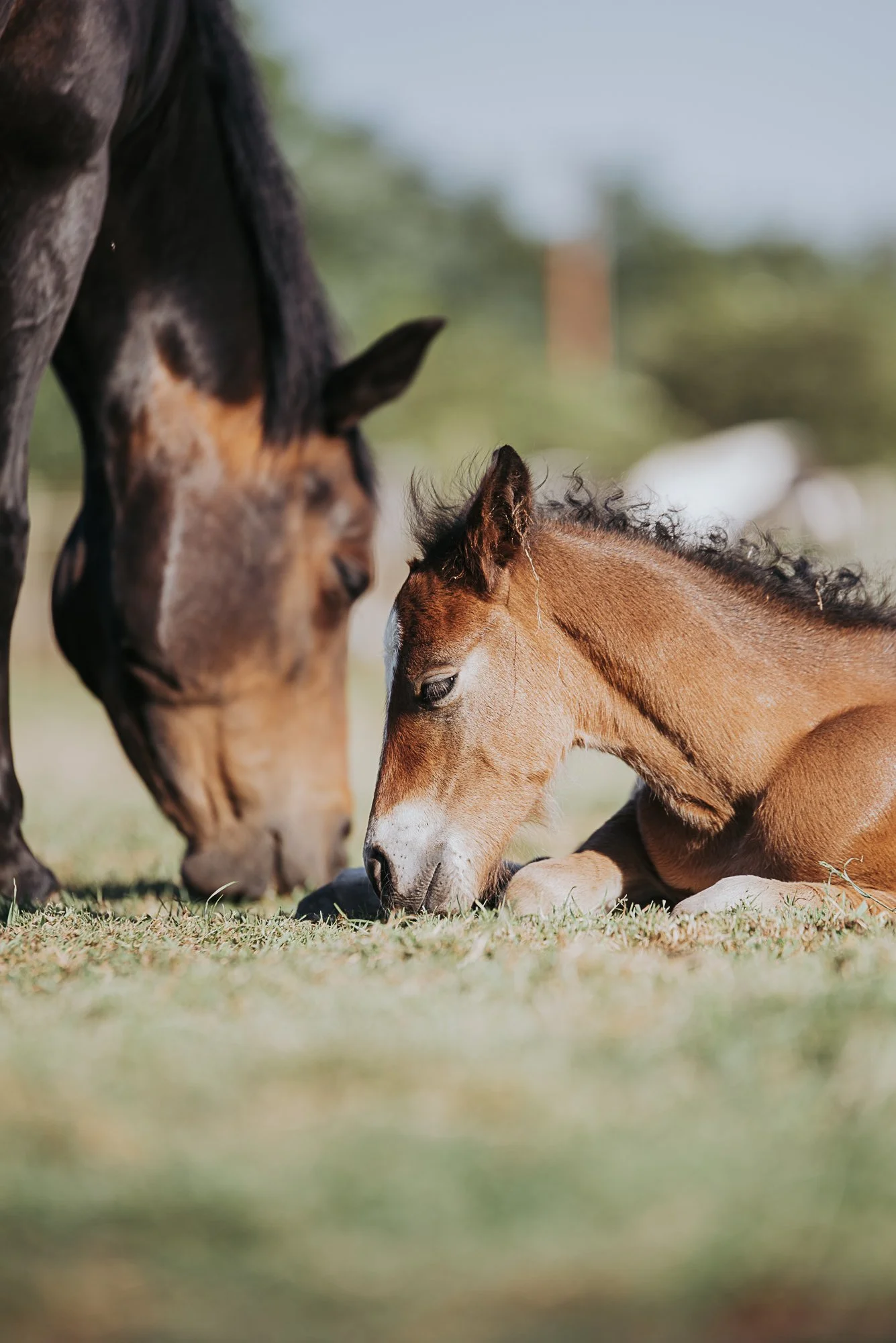 Foals 2023 — Beth Hicks