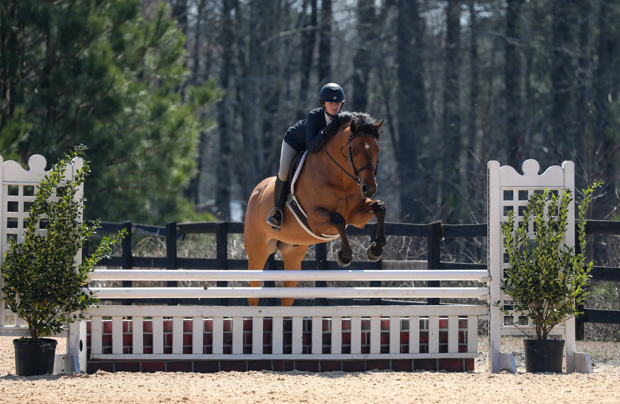 Points & Memberships — Alabama Hunter Jumper Association