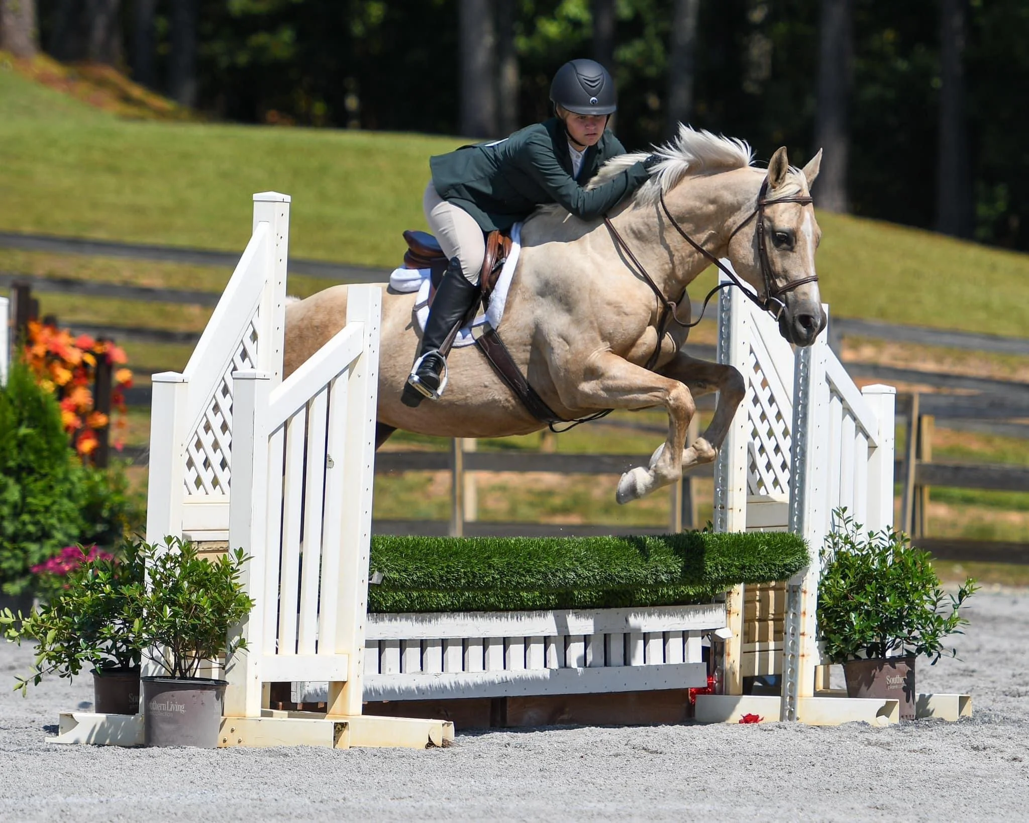 Points & Memberships — Alabama Hunter Jumper Association