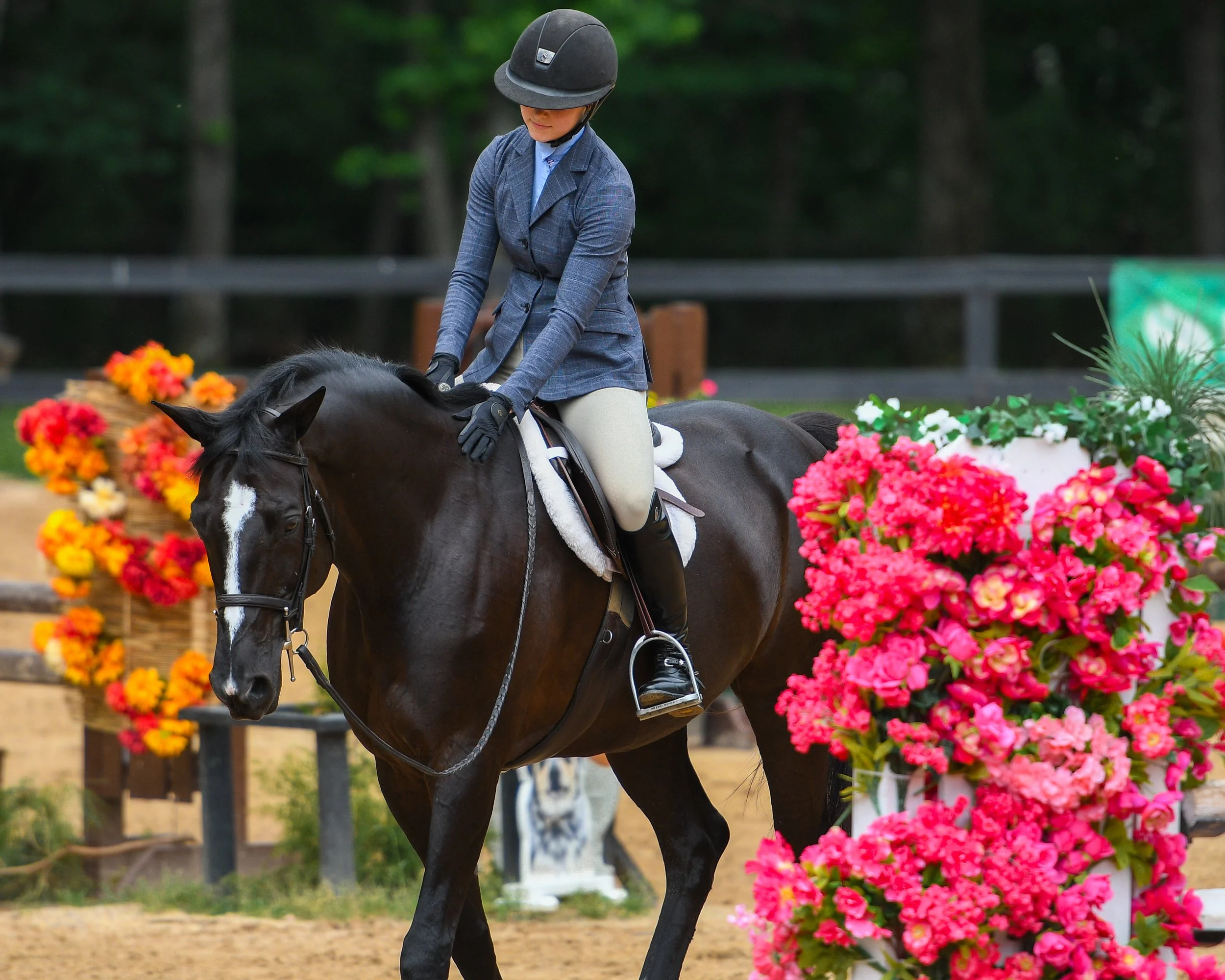 Alabama Hunter Jumper Association
