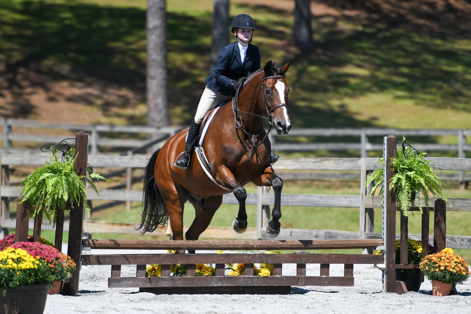 Alabama Hunter Jumper Association