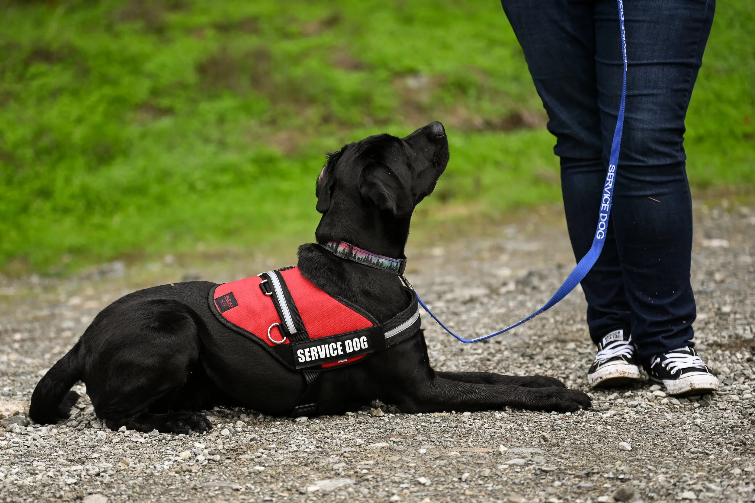 Woofability Service Dog Training