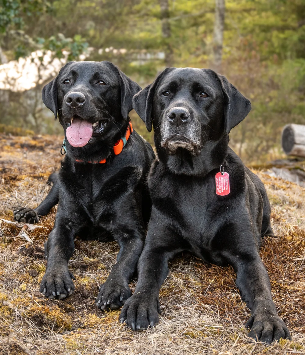 Woofability Service Dog Training
