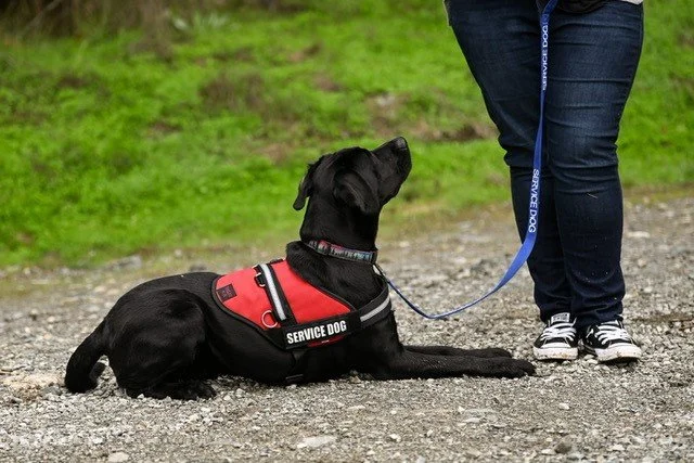 Woofability Service Dog Training