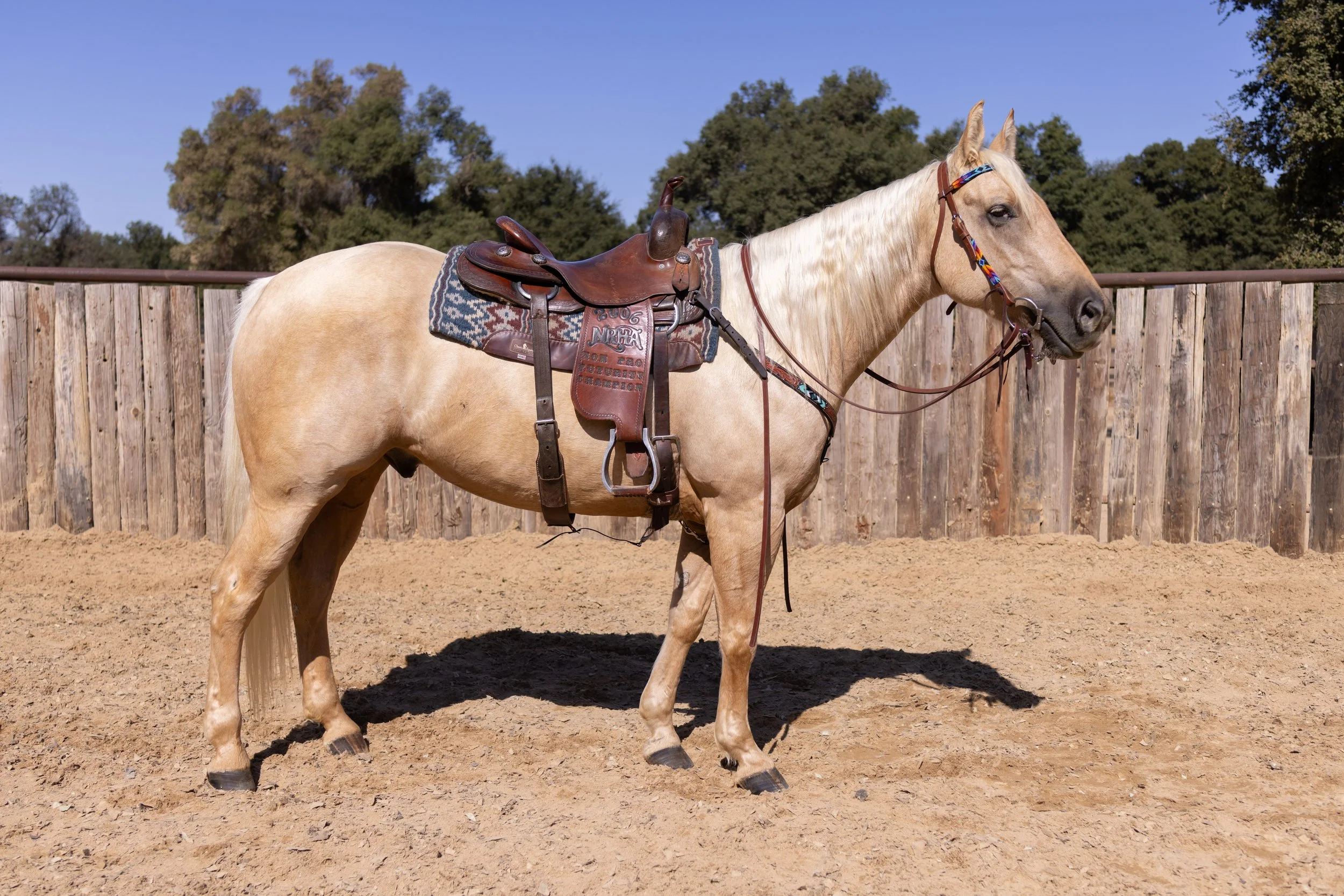 Horses for Sale — Lazy Oaks Ranch