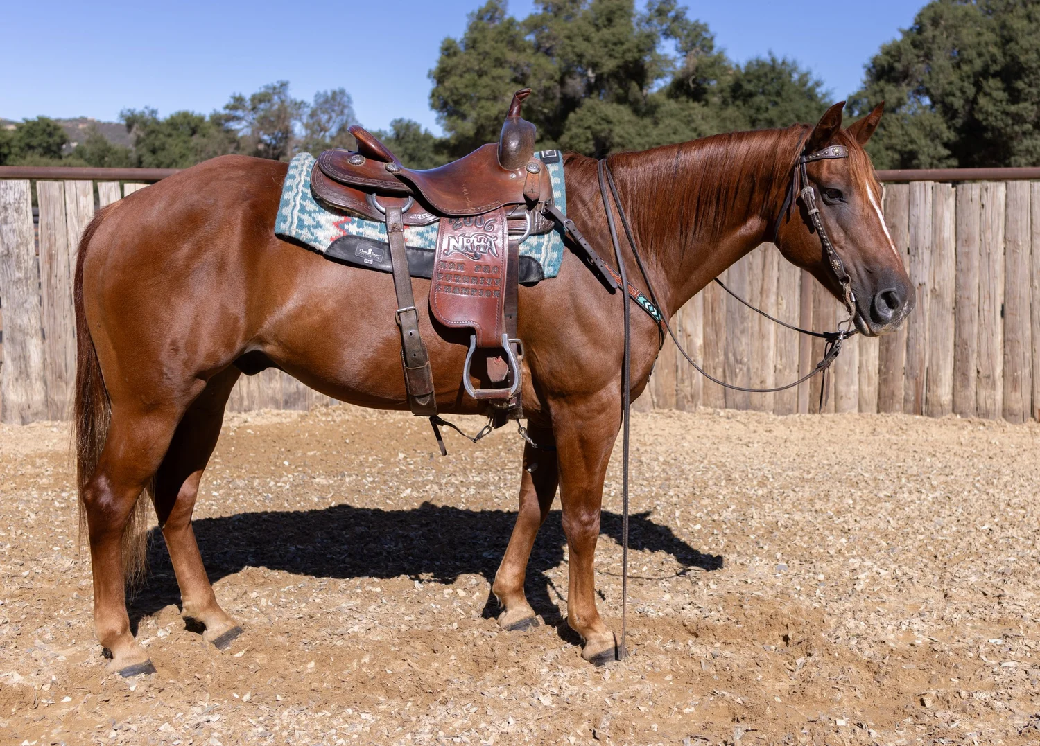 Horses for Sale — Lazy Oaks Ranch