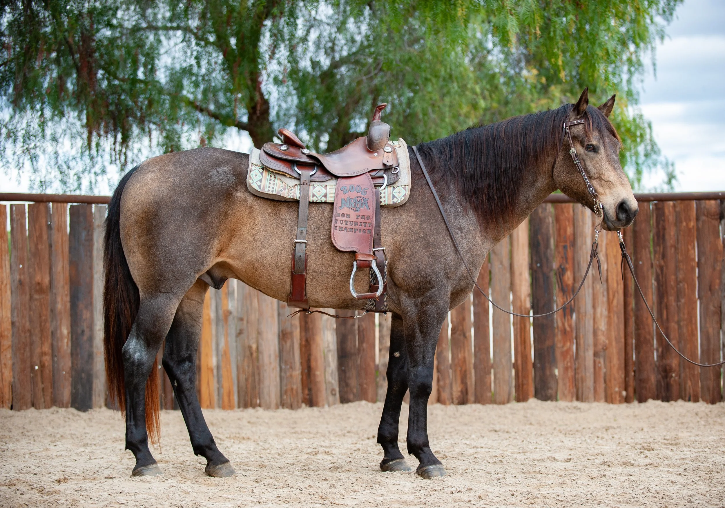 Horses for Sale — Lazy Oaks Ranch