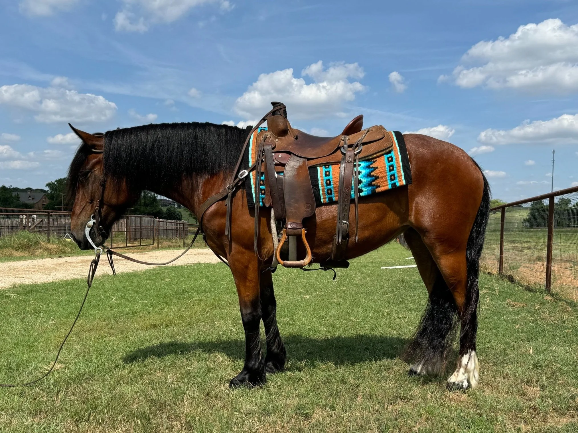 Horses for Sale — Lazy Oaks Ranch