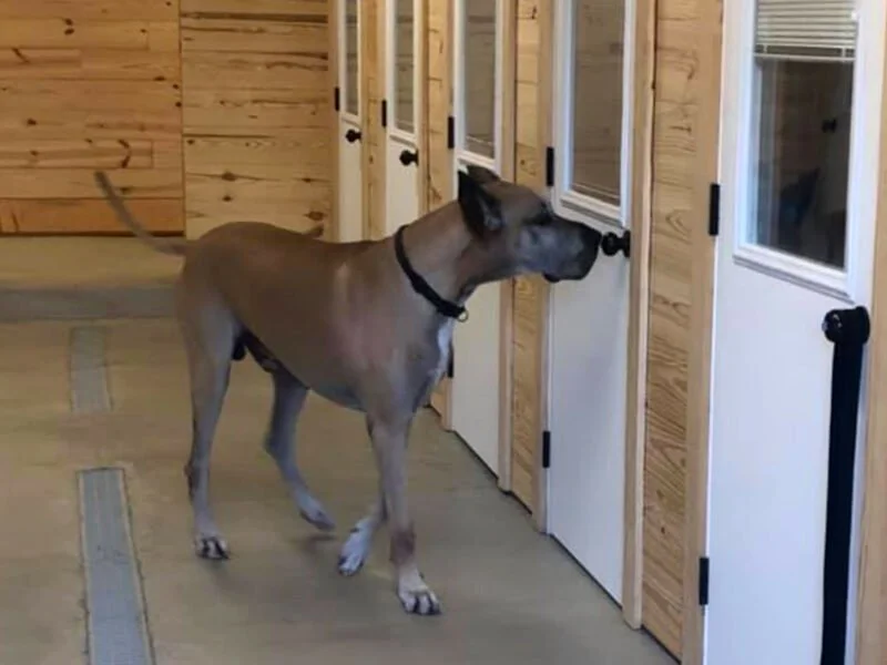 Smith County Kennels, LLC