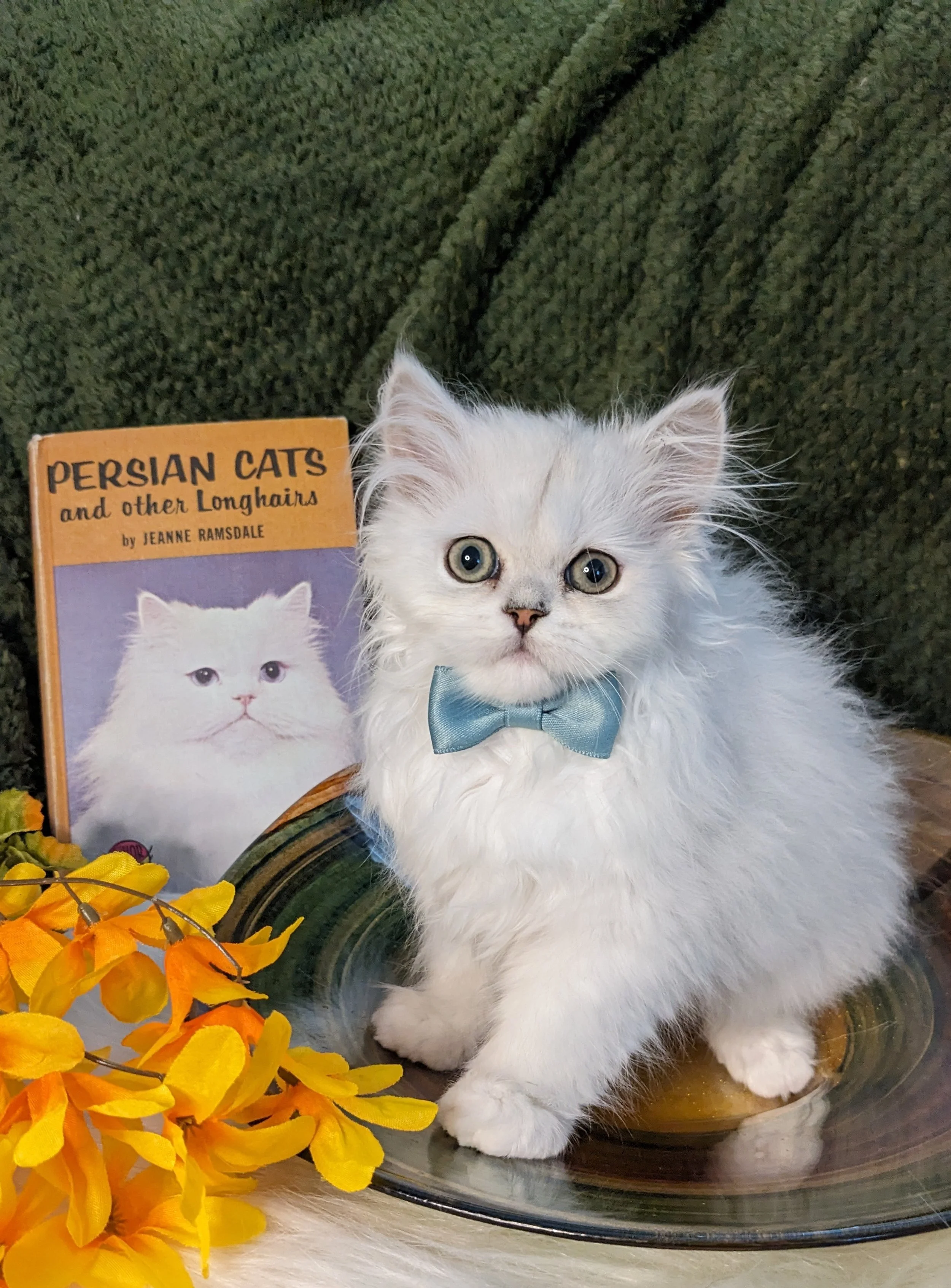 Dearheart Story — RoyalGem Persians