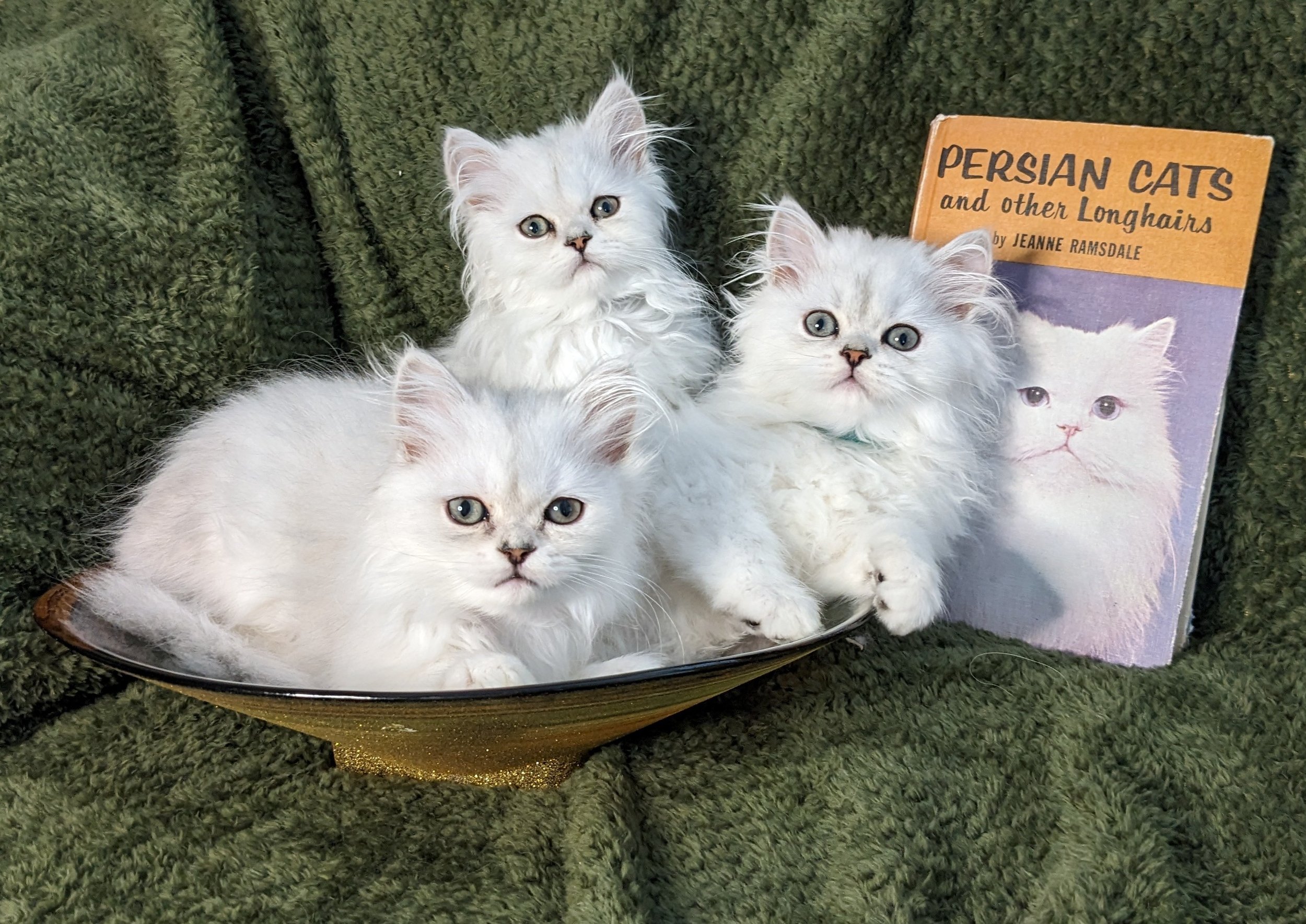 Dearheart Story — RoyalGem Persians