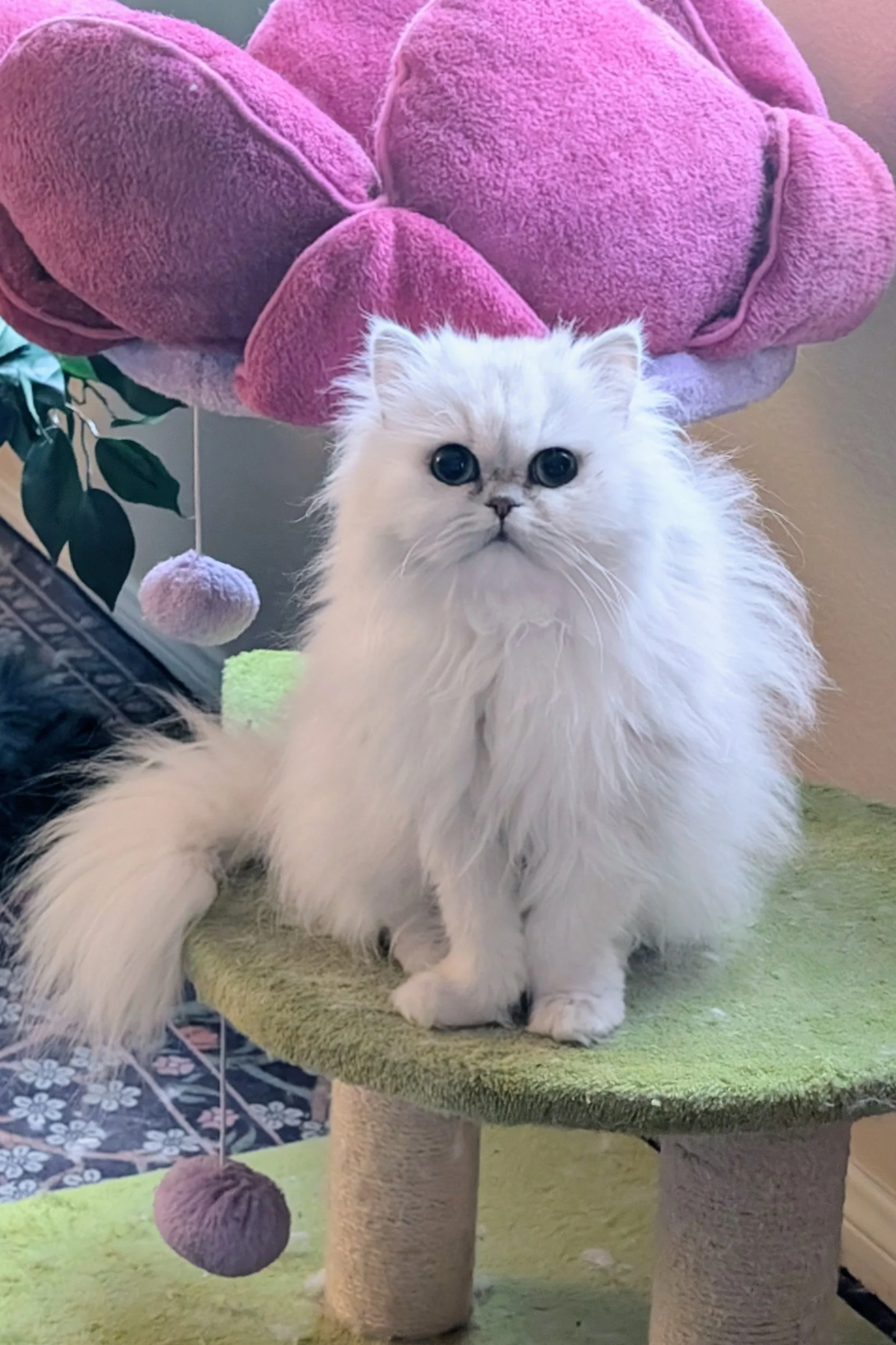 Lady Opal Elizabeth — RoyalGem Persians