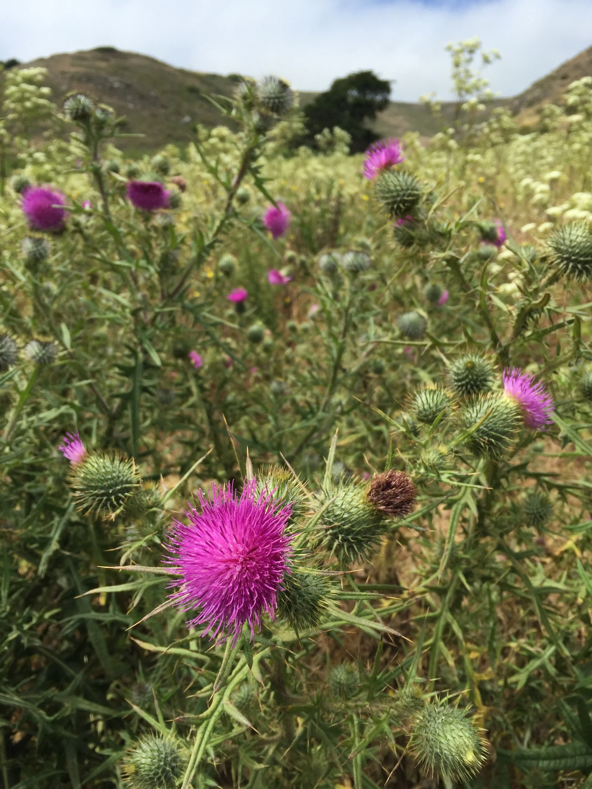 Thistle Technologies