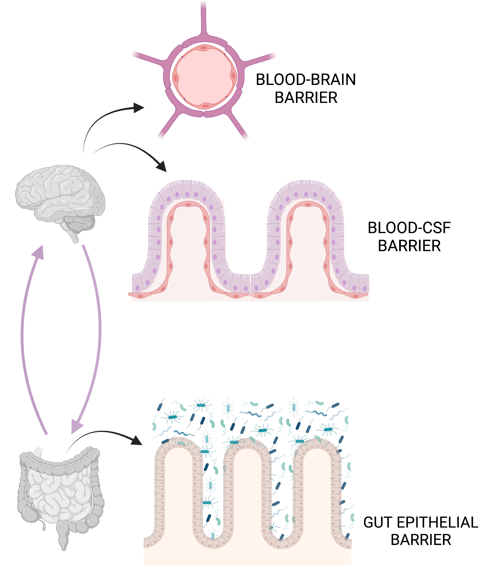 Our Research — Aburto Lab
