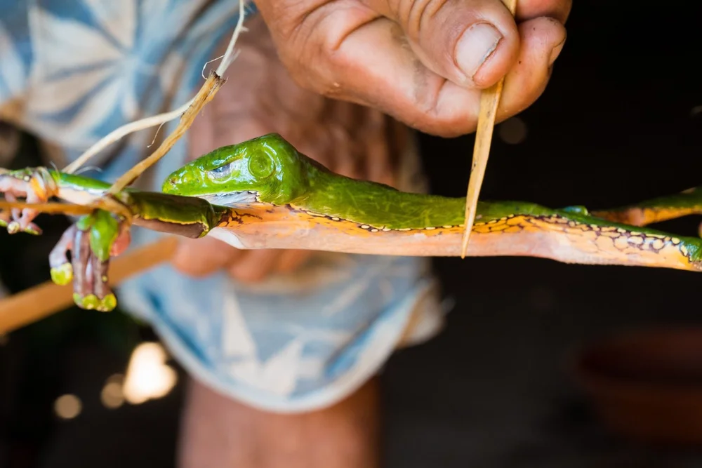 Discovering Kambo | A Journey to Wellness with Cami Kambo