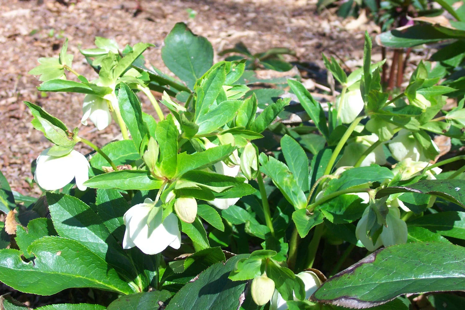 What is a Lenten Rose? — B&B Lenten Roses