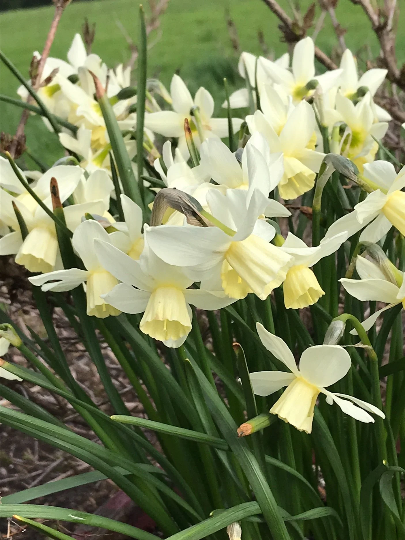 Springflower Farm
