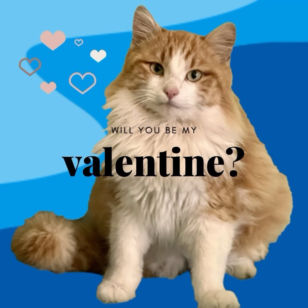 Get Involved — Redwood Coast Humane Society