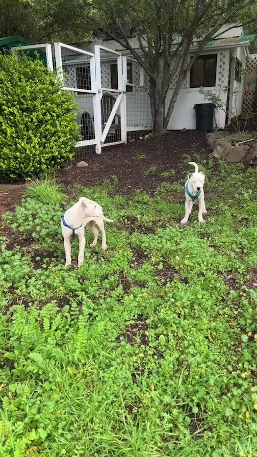 Get Involved — Redwood Coast Humane Society