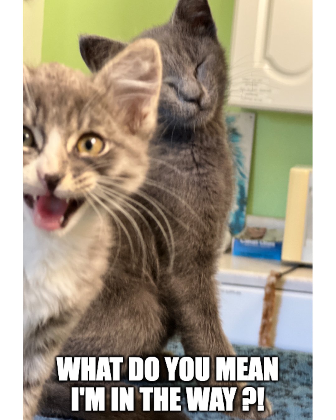 Redwood Coast Humane Society