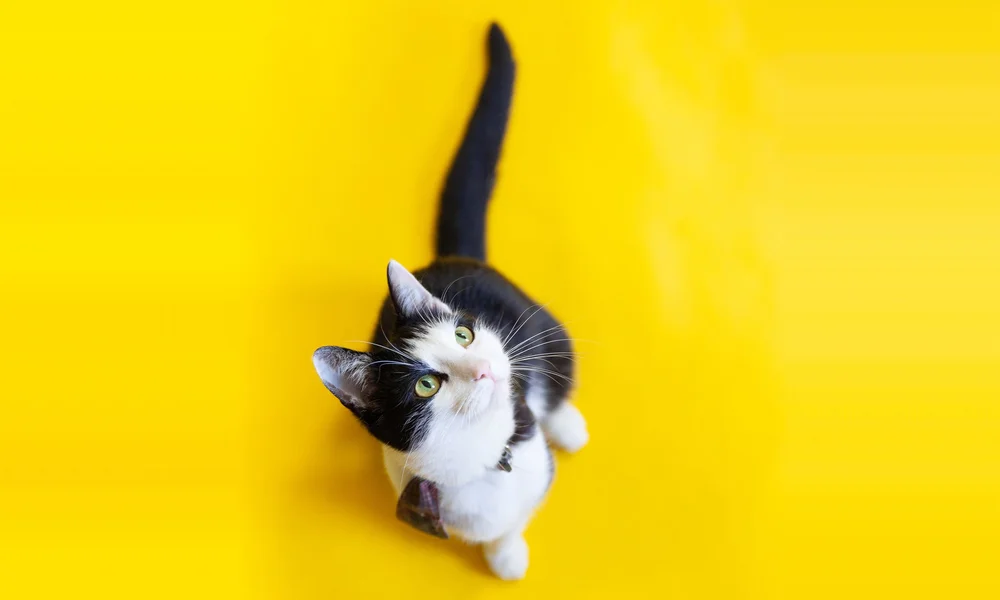 About — Redwood Coast Humane Society