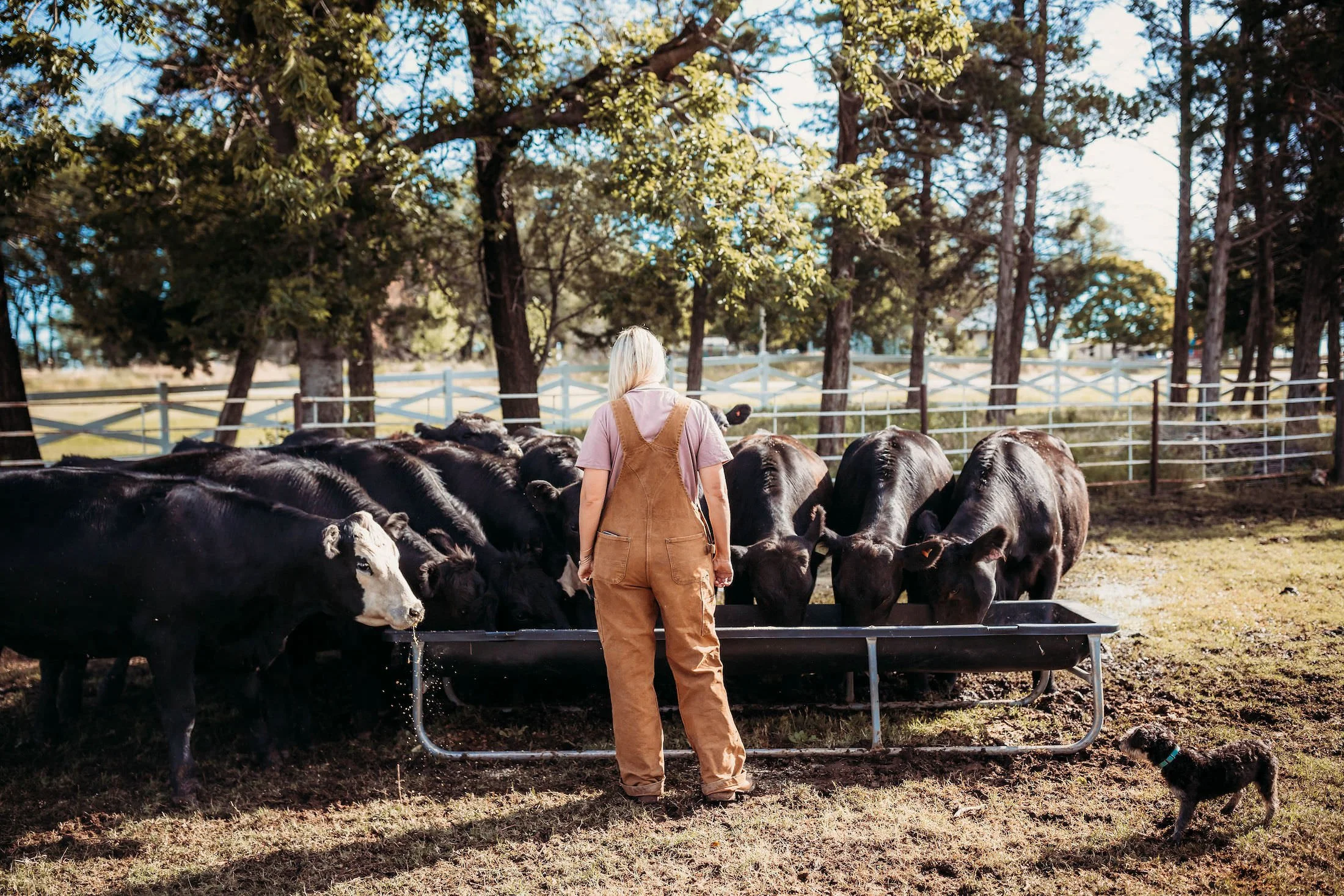 KCK Farm: Your Favorite Rural Kansas Farmer and Rancher