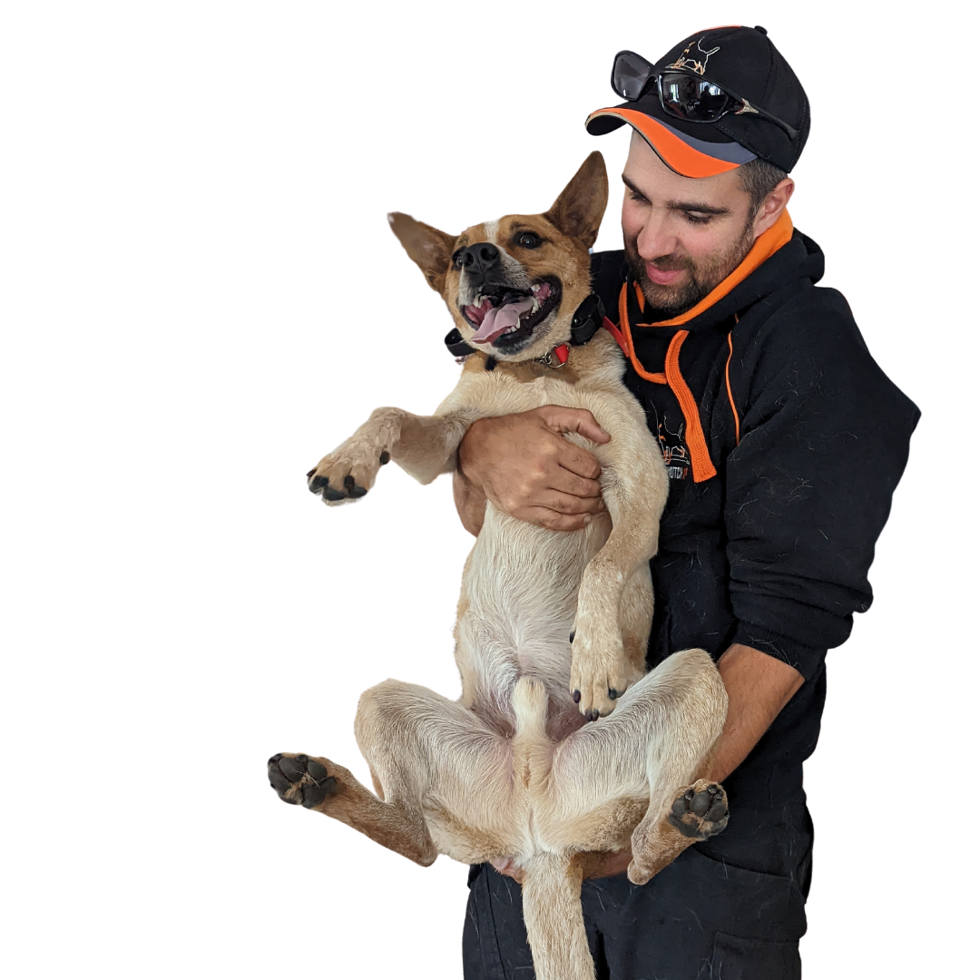 Canine Clarity