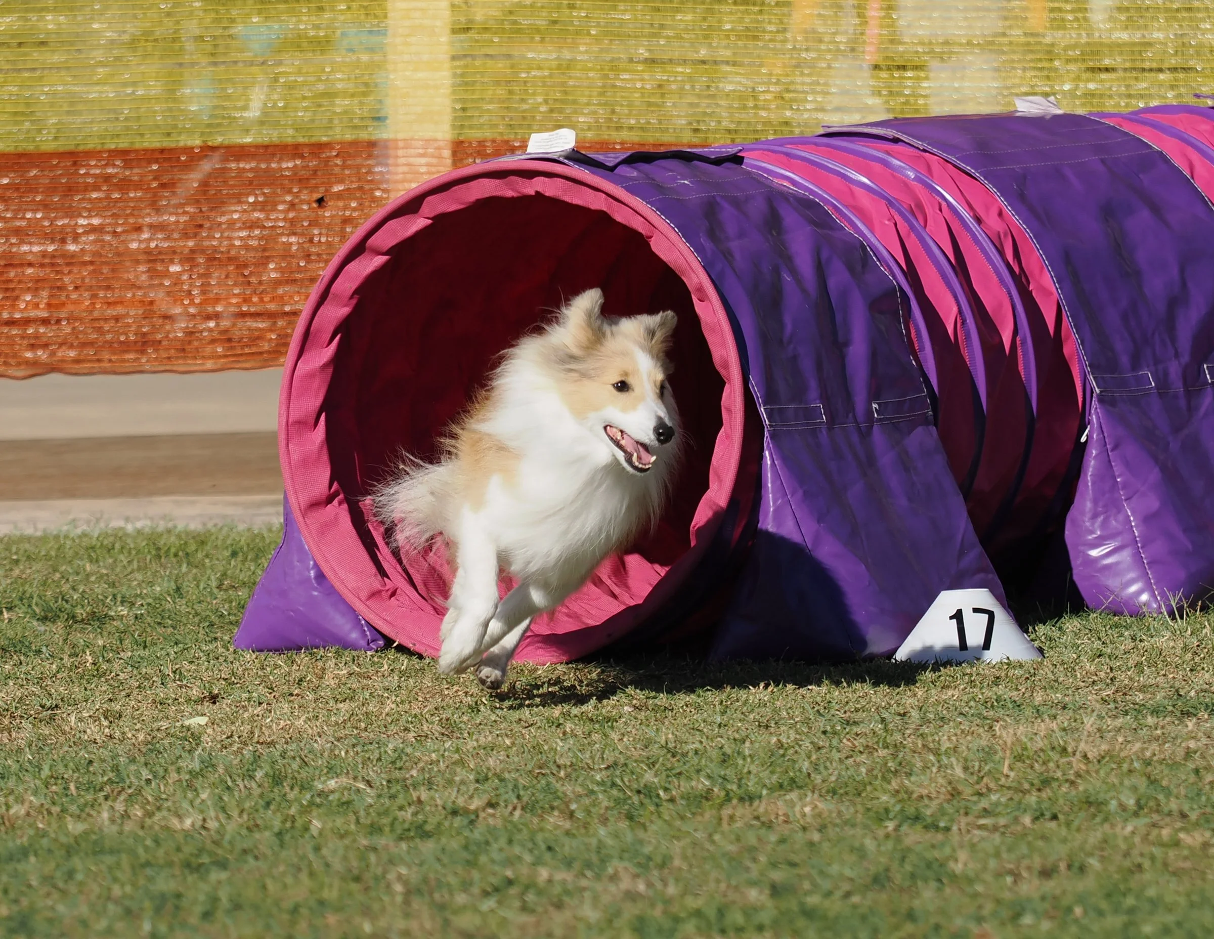 Bookings — Brisbane Agility Dog Club