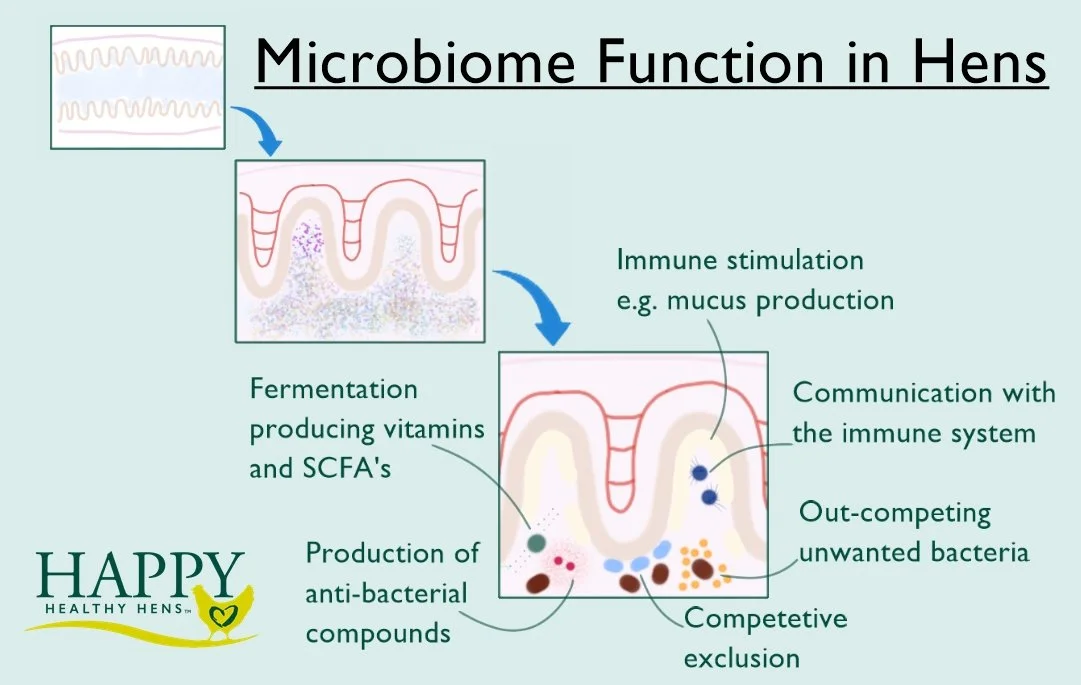 What is a hen's gut microbiome? — Happy Healthy Hens
