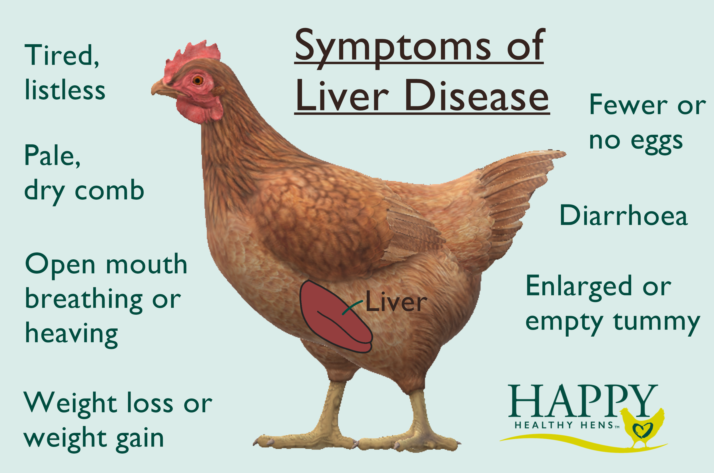 Fatty Liver Syndrome in laying hens — Happy Healthy Hens