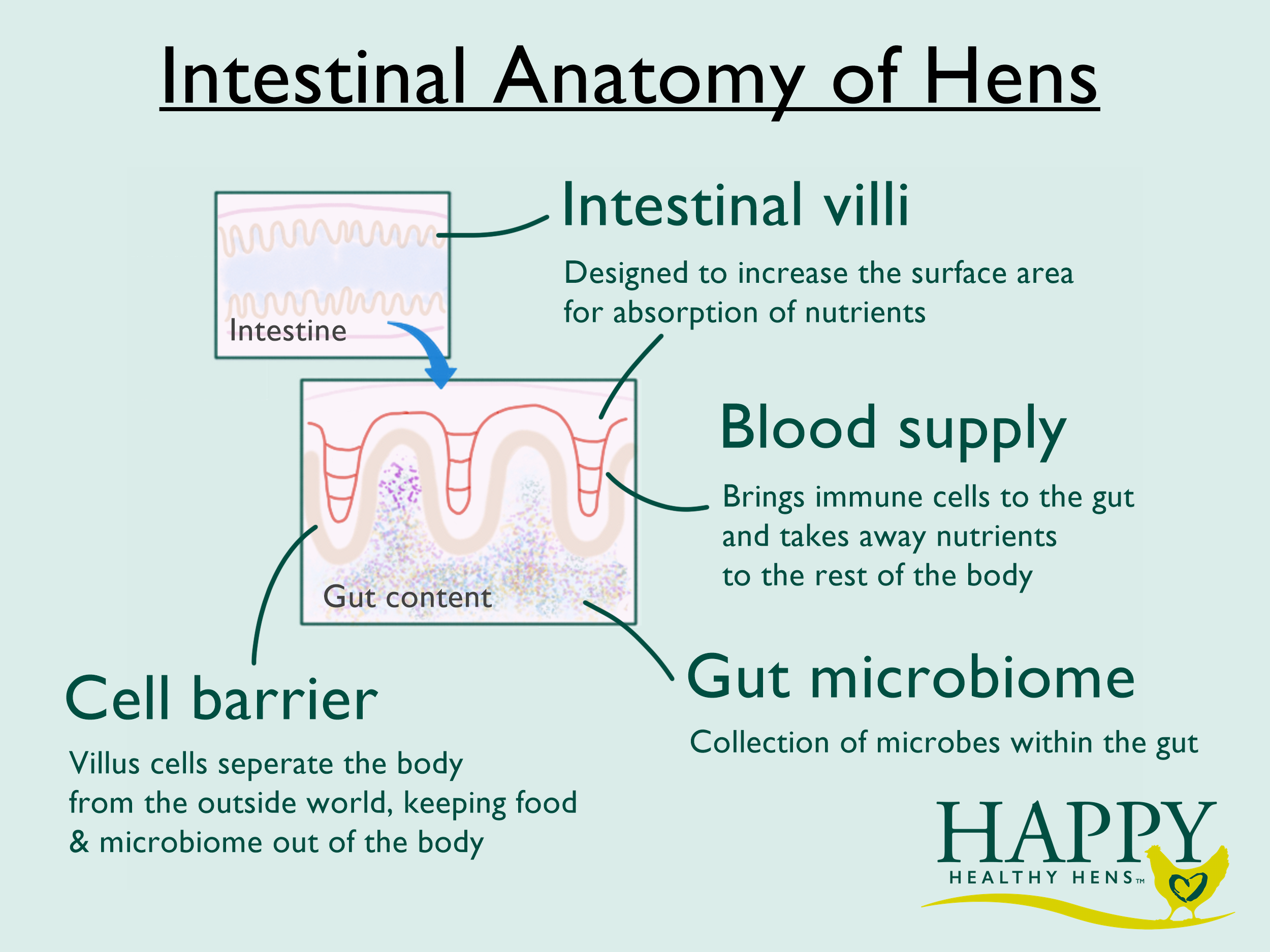 How do hen’s intestines work? — Happy Healthy Hens