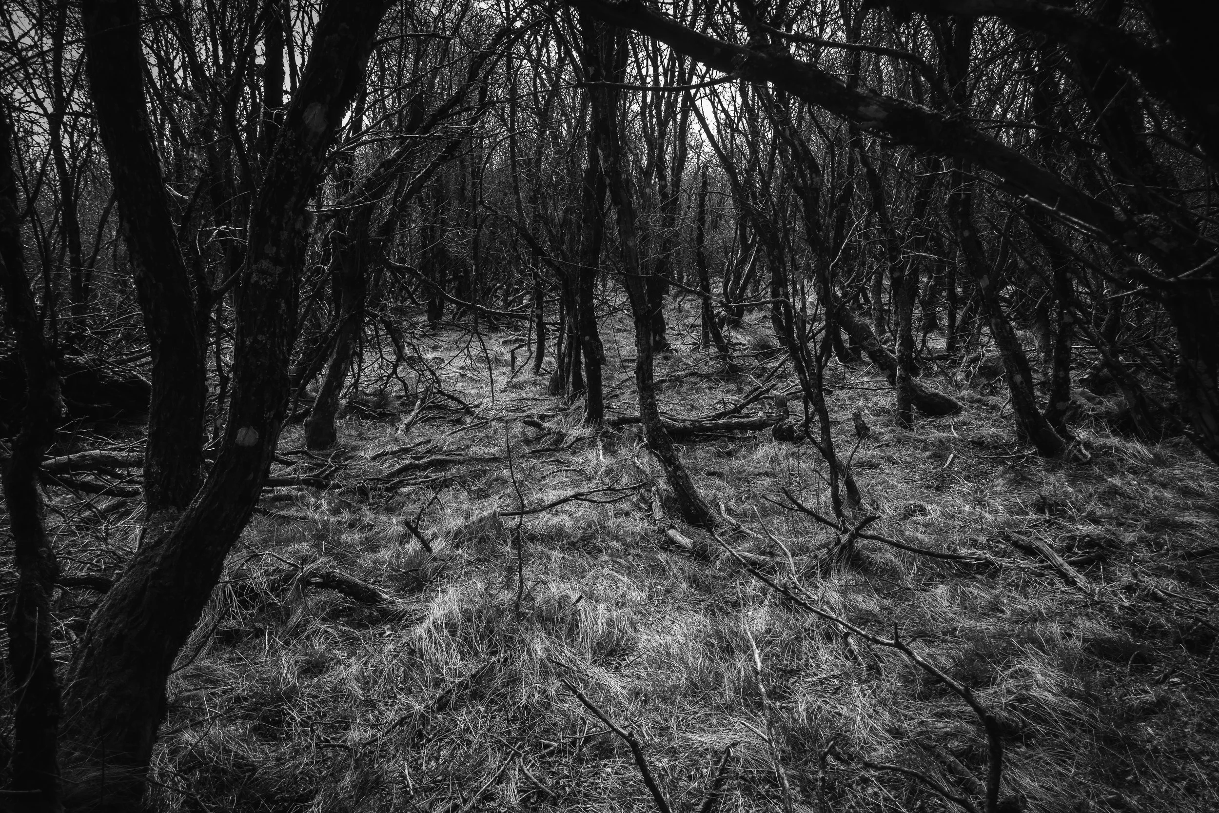 Brush Control — Middle Trinity Groundwater Conservation District