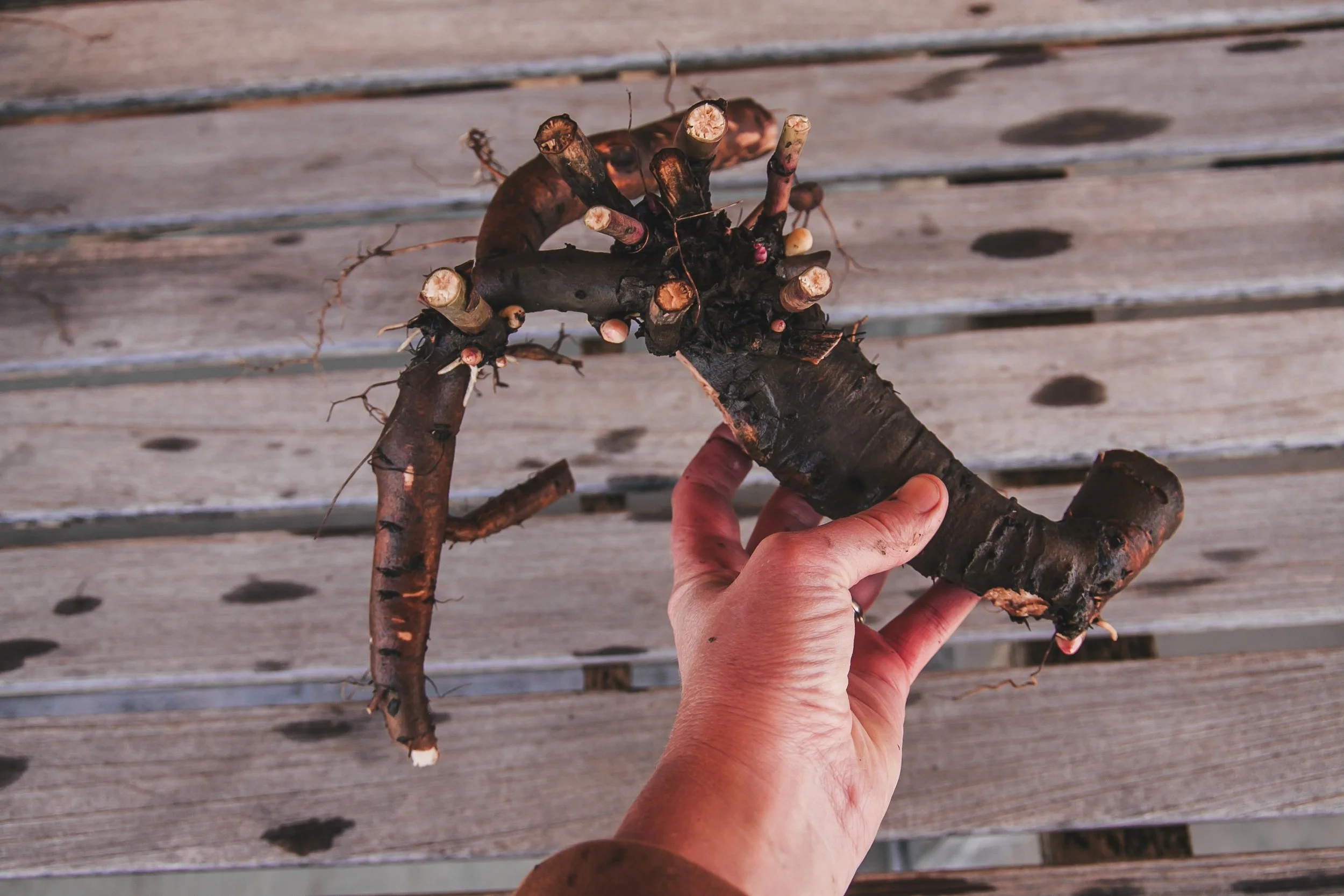 California Peony Company