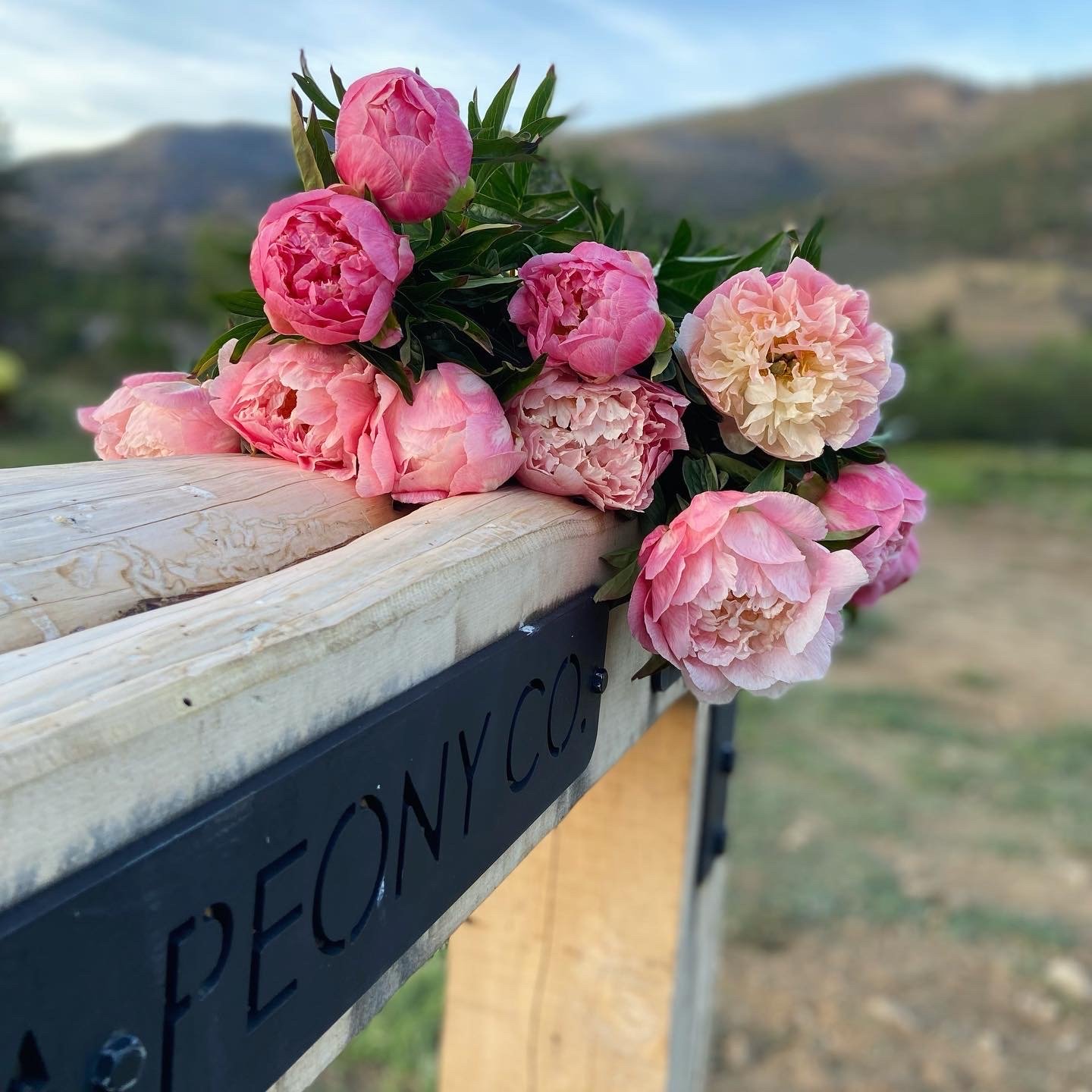 California Peony Company