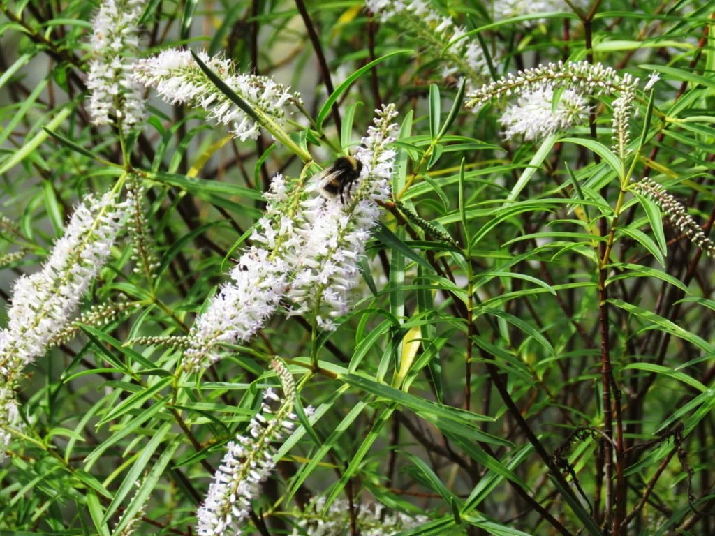 NATIVES — Windy Ridge Nursery