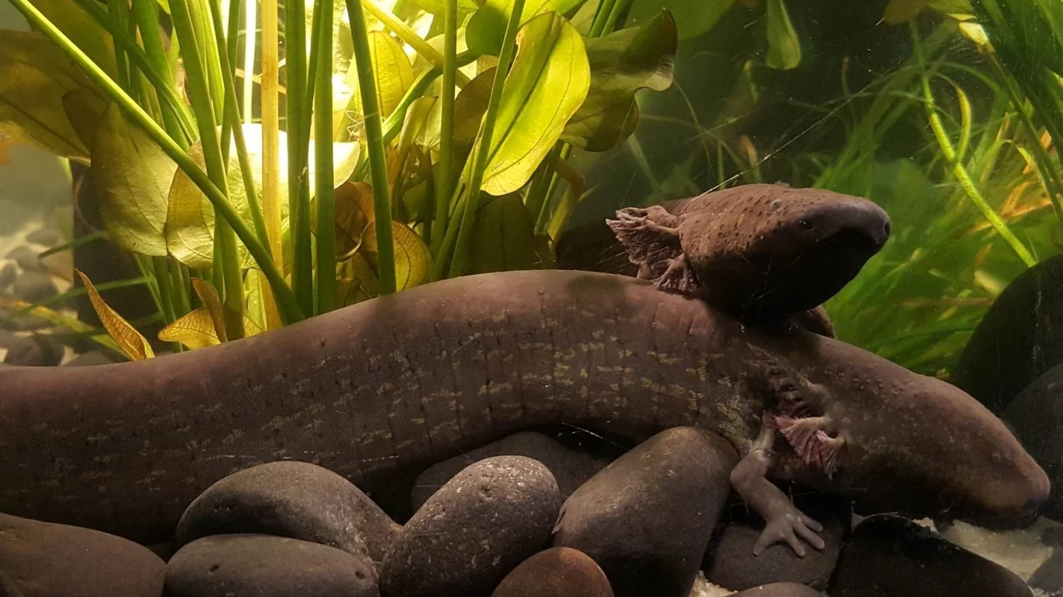 Salamantra - Aquatic Salamander Care