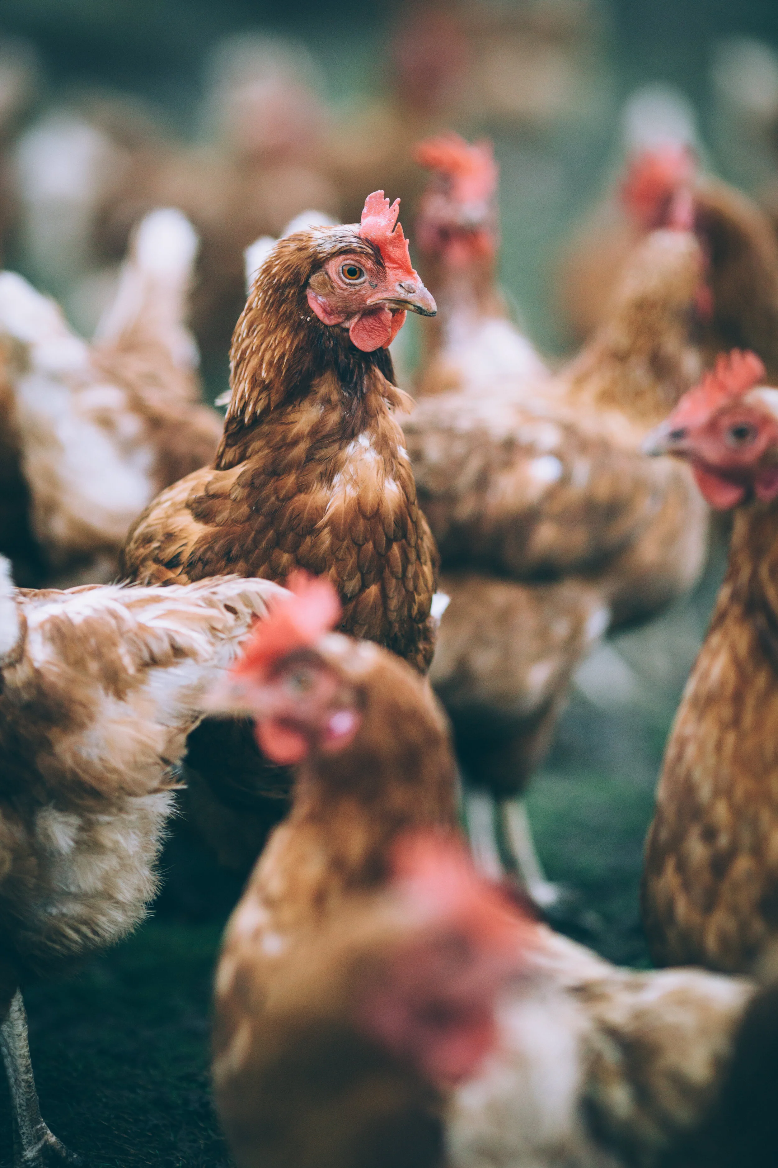 The Farm - Documentary Photography — Ciara Menzies