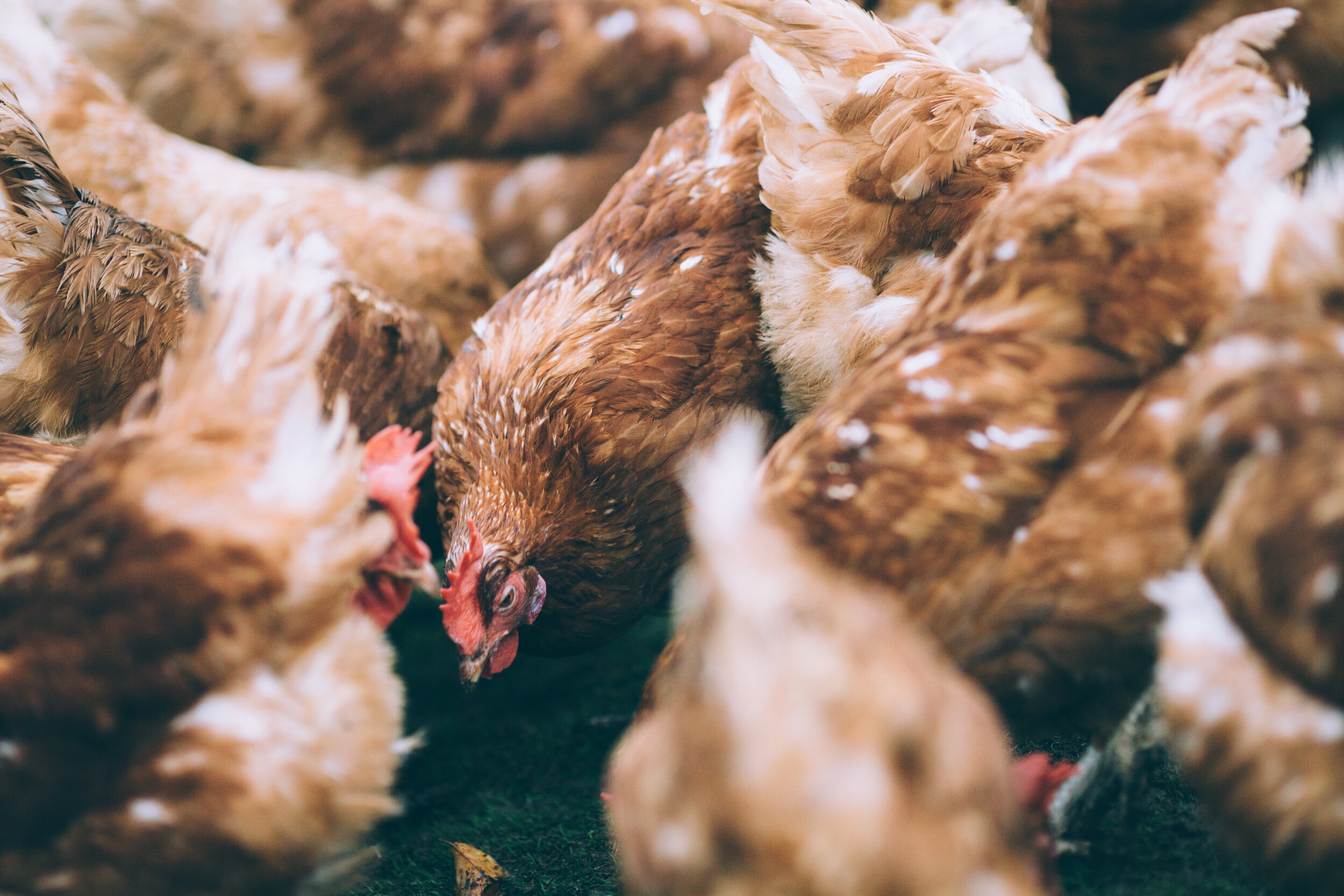 The Farm - Documentary Photography — Ciara Menzies
