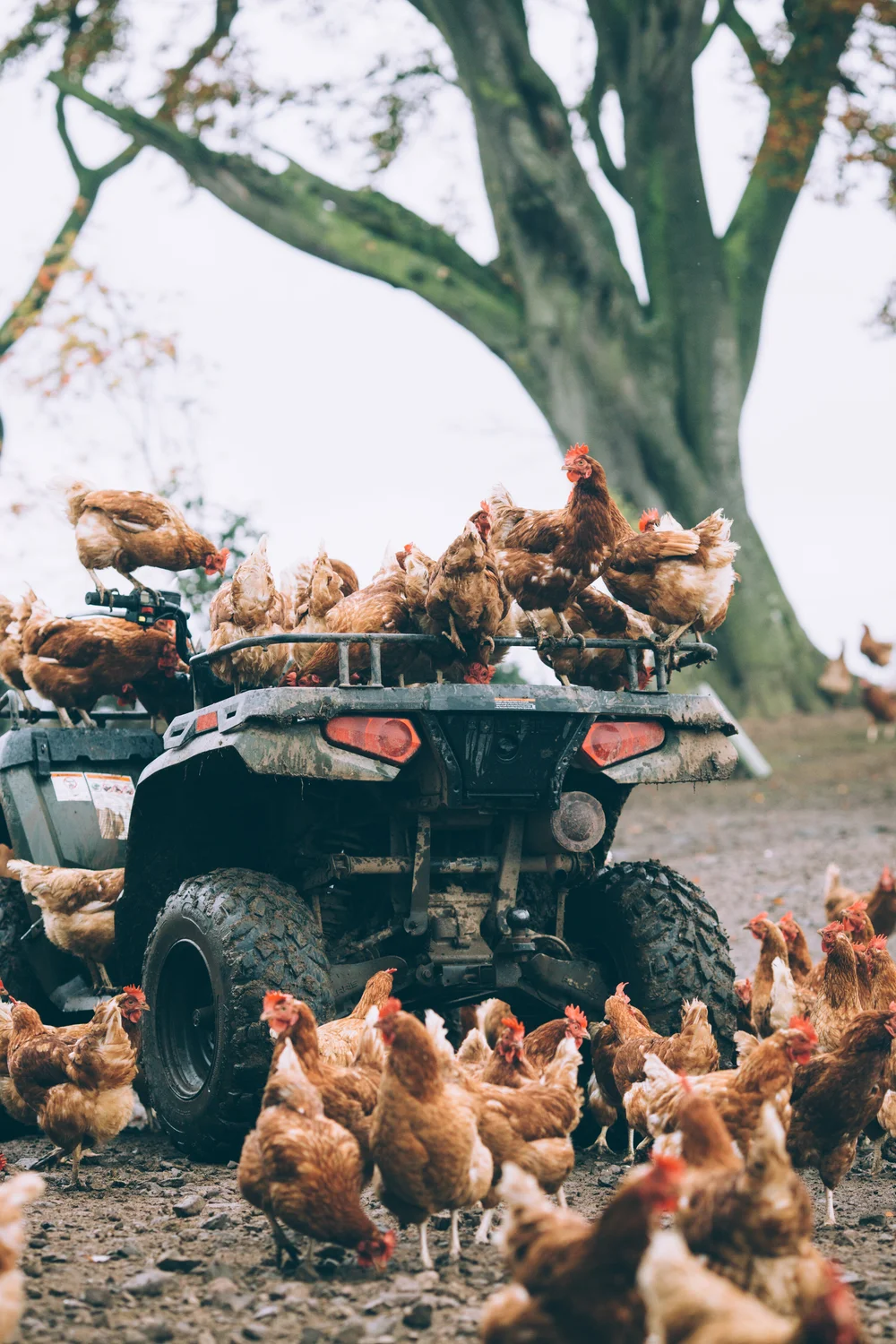 The Farm - Documentary Photography — Ciara Menzies