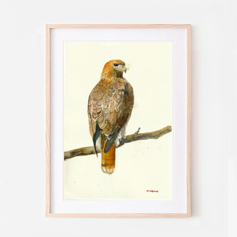 Red Tailed Hawk Painting