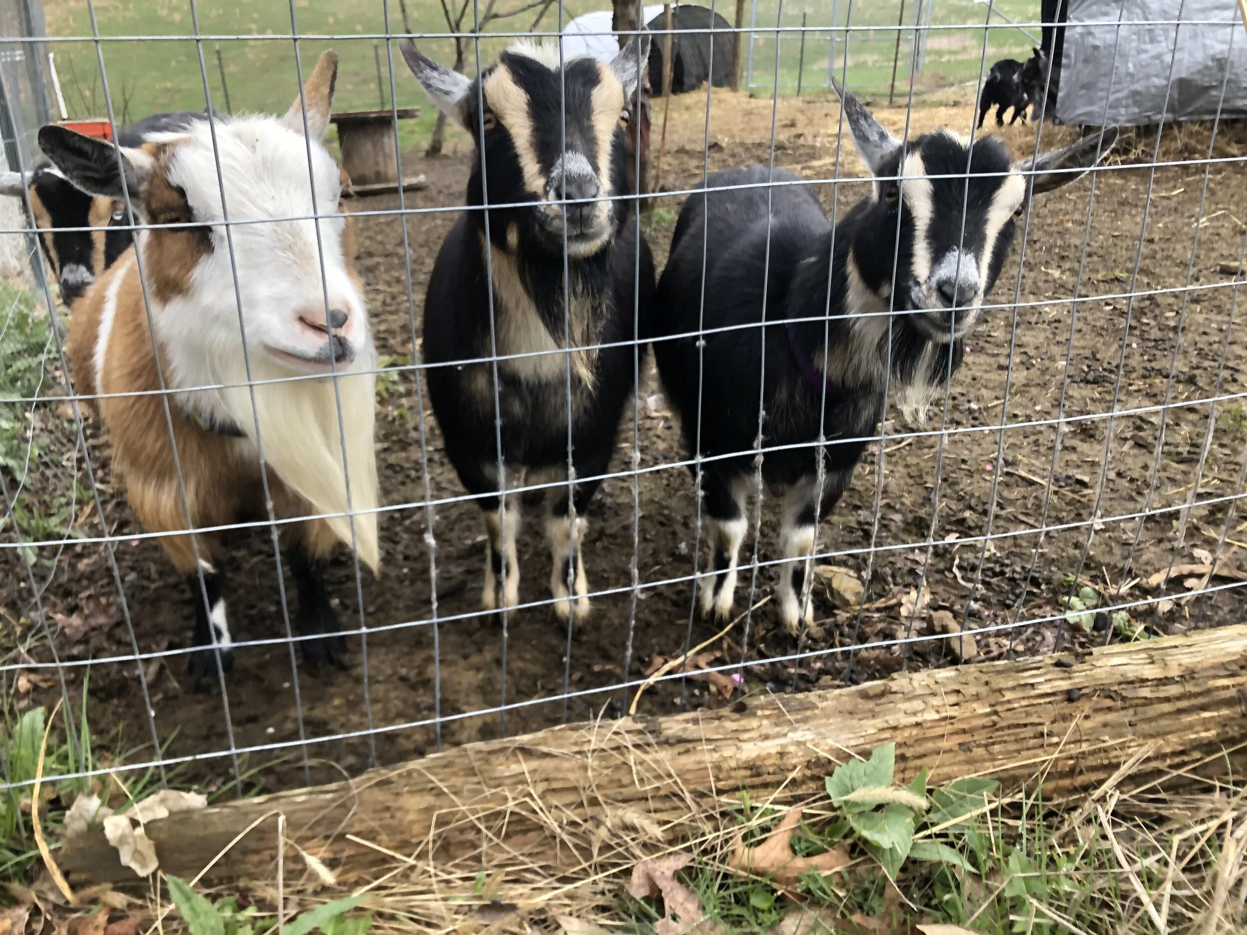 Grazing Goats Revitalize Campus Ecosystems — Pulse @ ChathamU