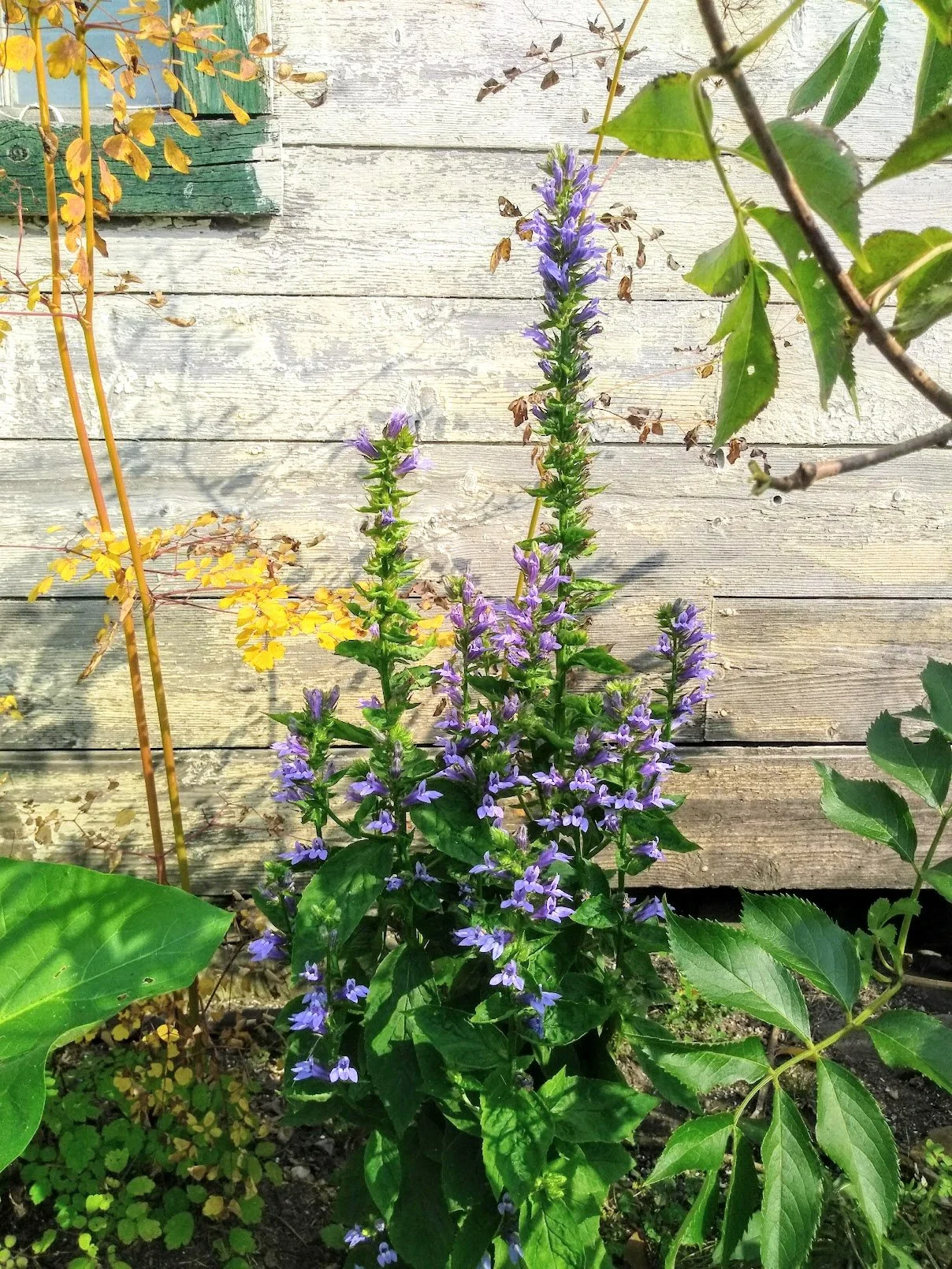High Summer — Lynette's Native Plants, etc.