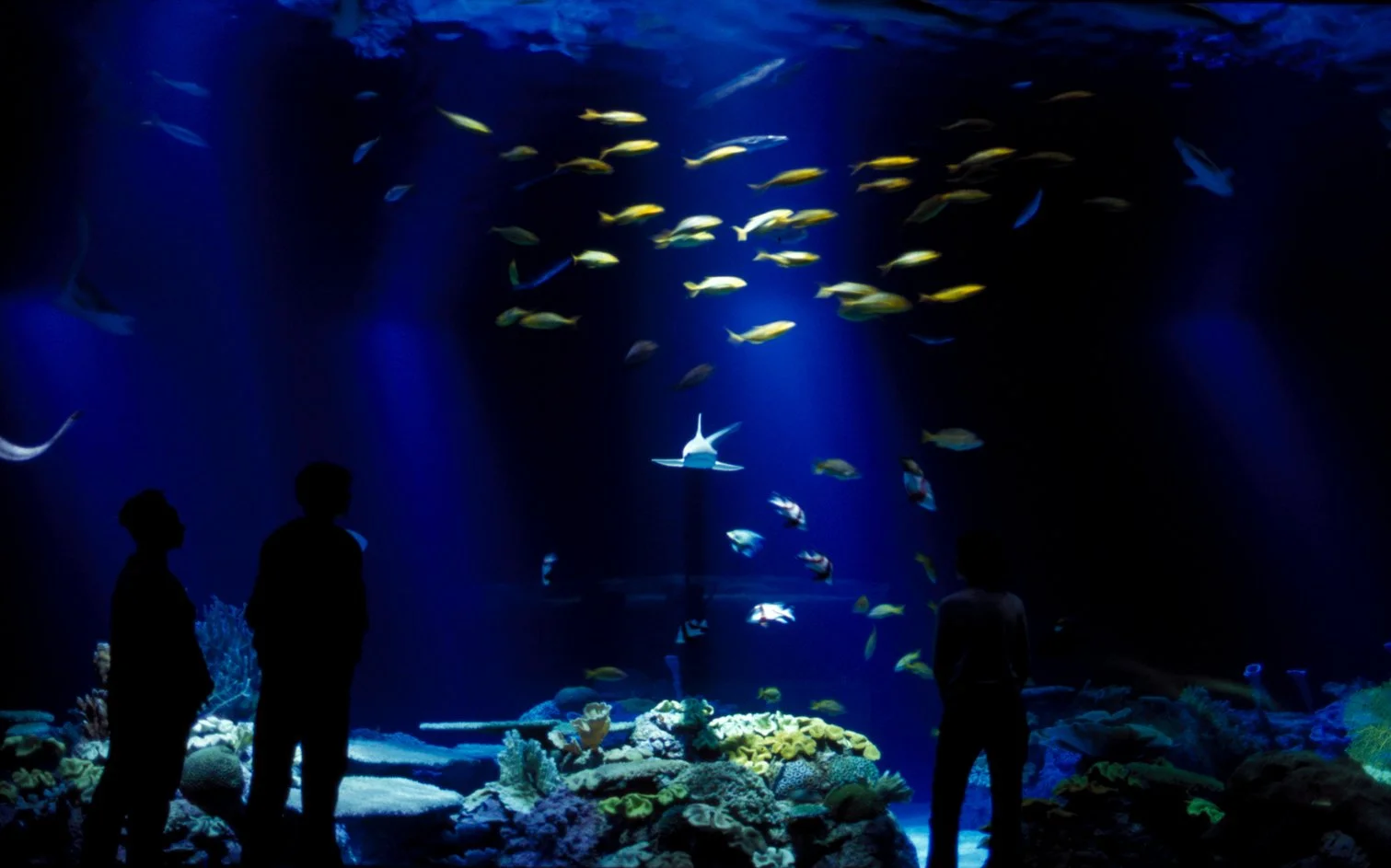 Shedd Aquarium: Wild Reef — Space Haus