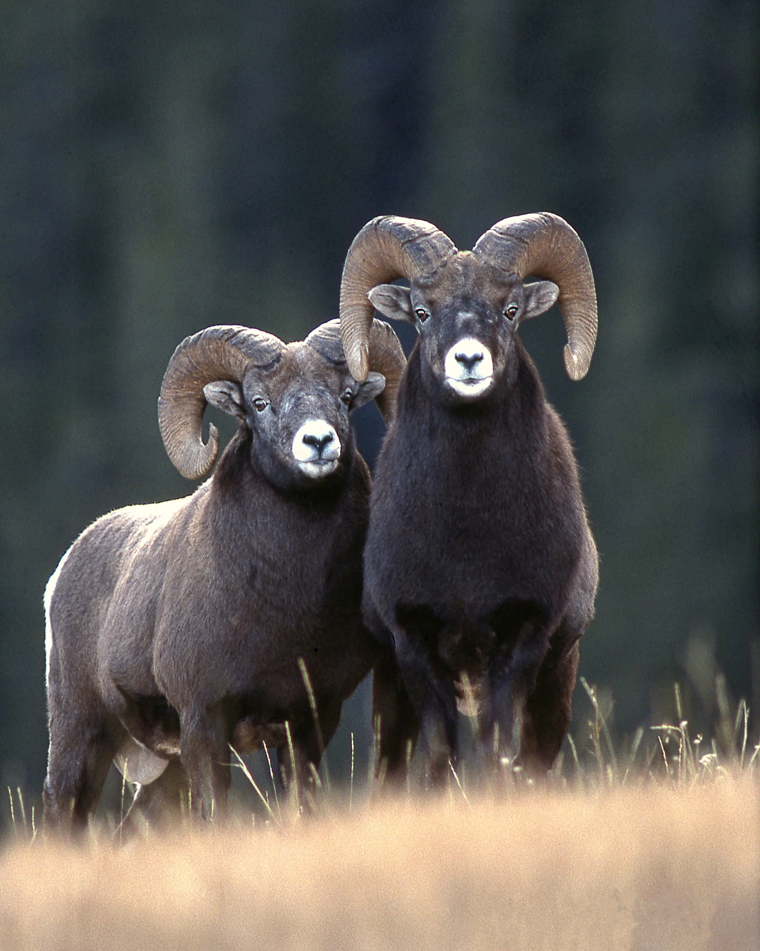 Store 1 — Mike MacLean Photographer