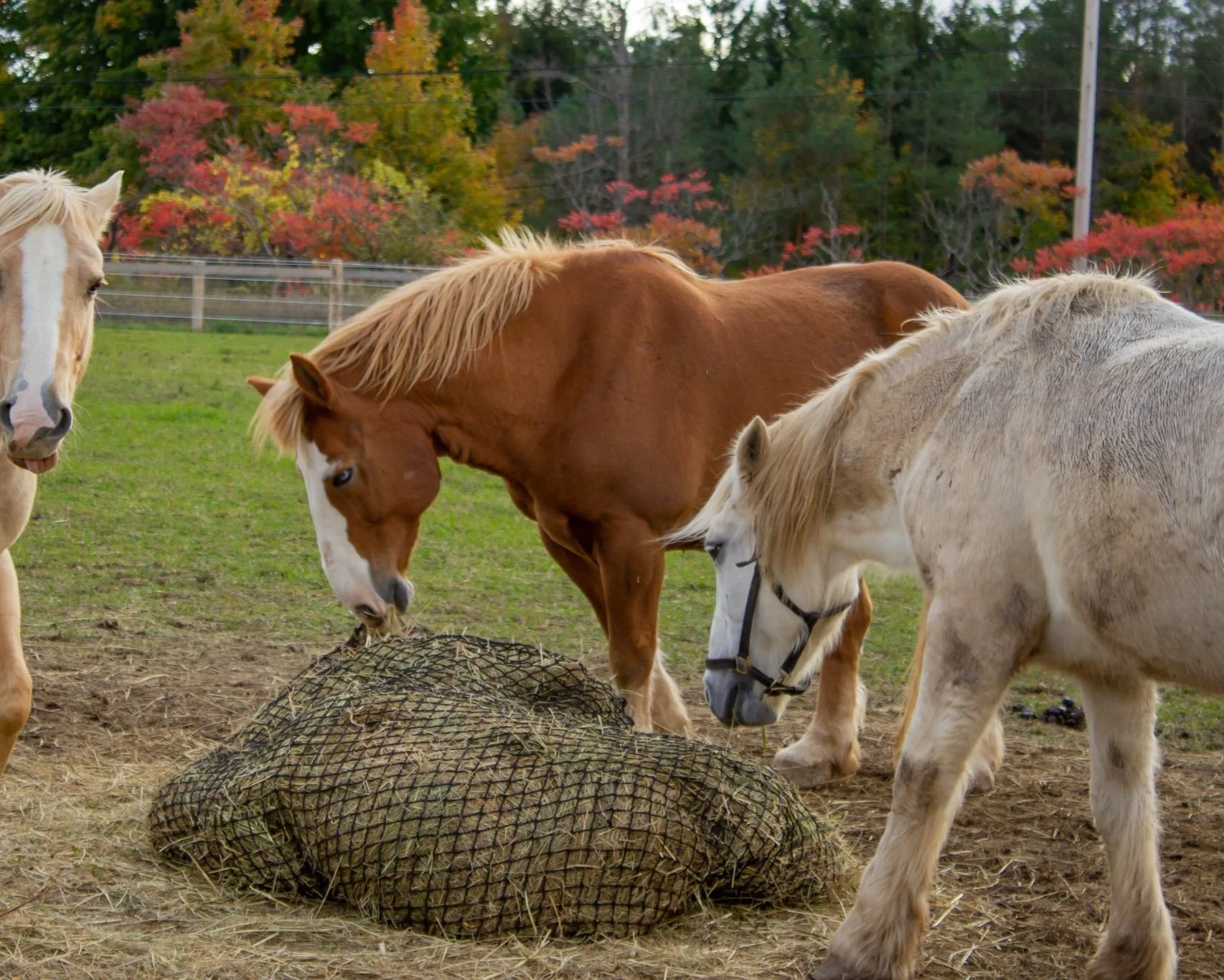 Pura Vida Ranch