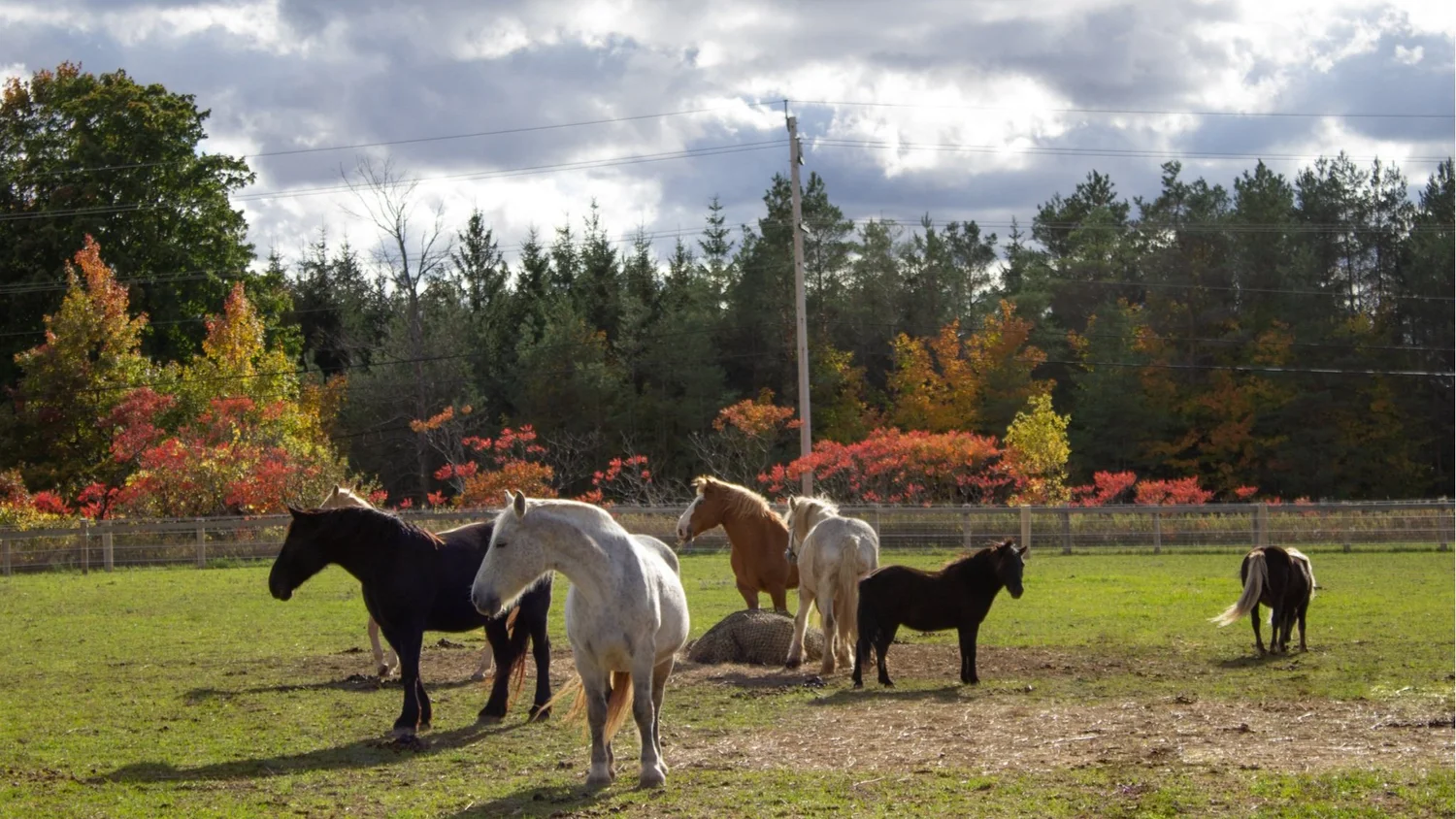 Pura Vida Ranch Home