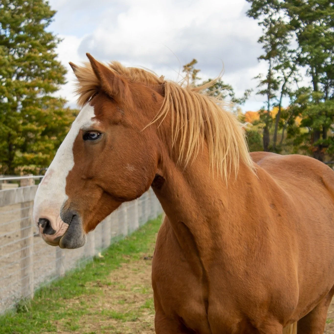 Pura Vida Ranch Home