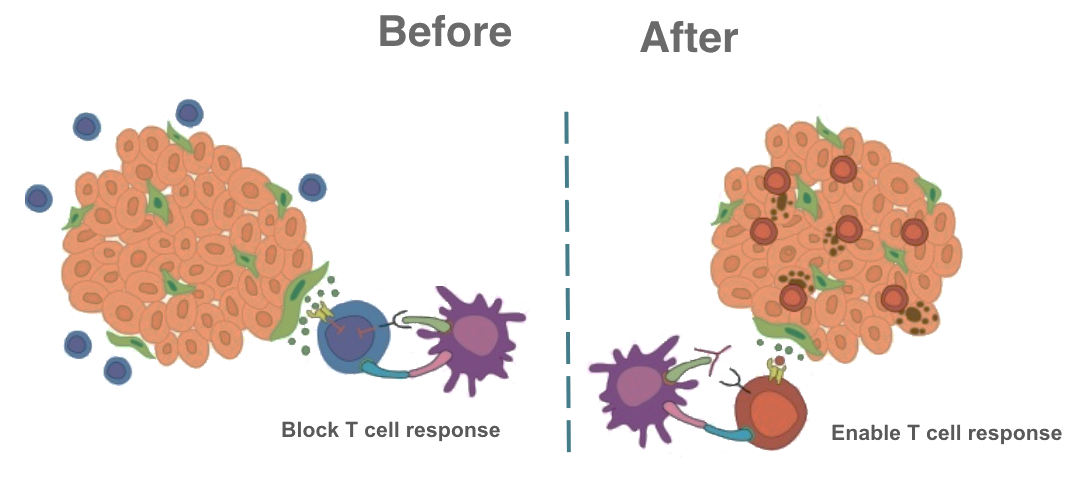 Technology — HDT Bio - Immune Therapy for All