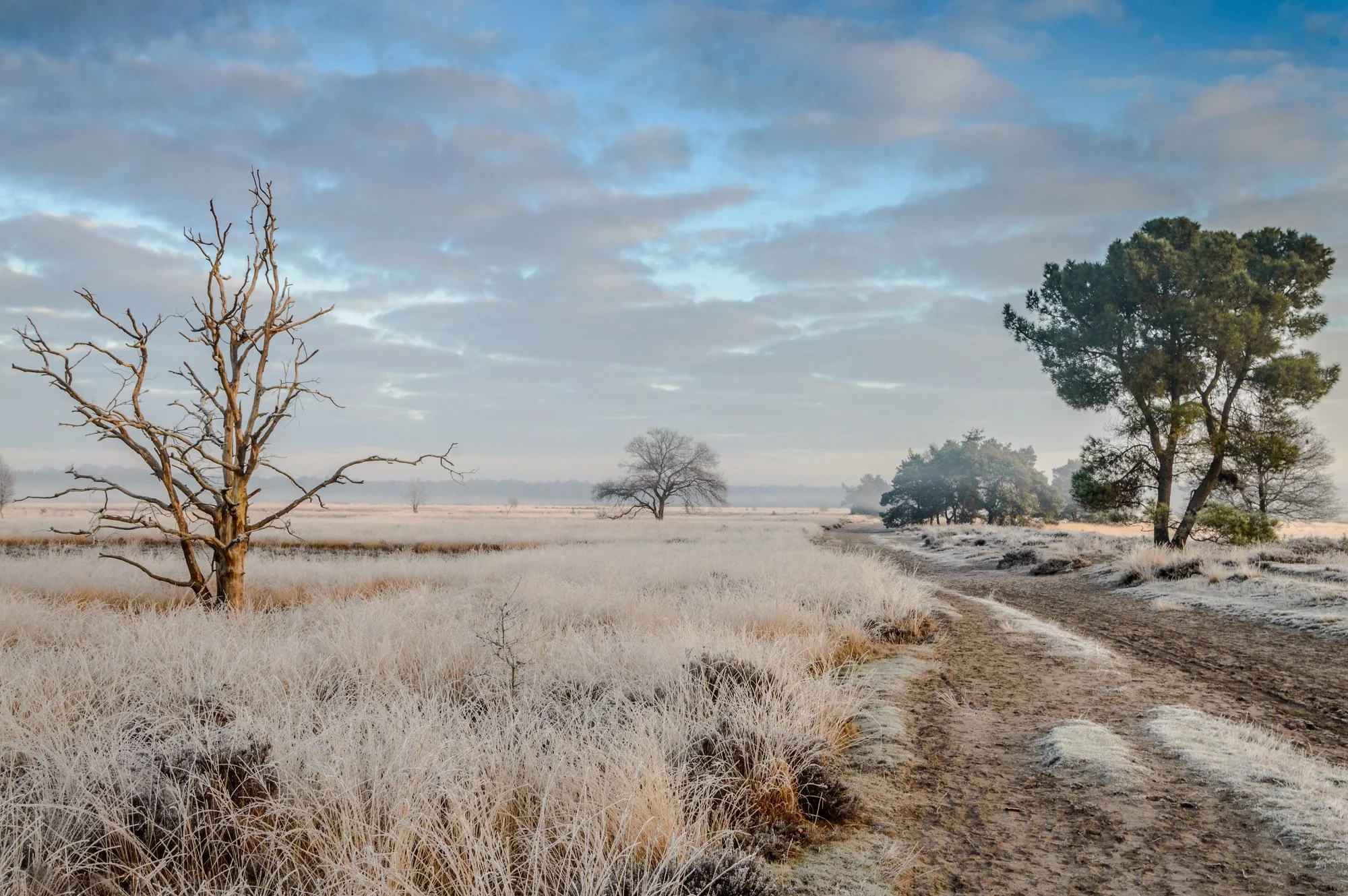 RON HERMANS — De Hippe Fotoclub